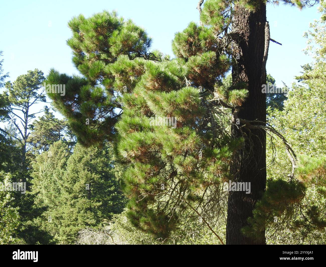 Monterey pine (Pinus radiata Stock Photo - Alamy