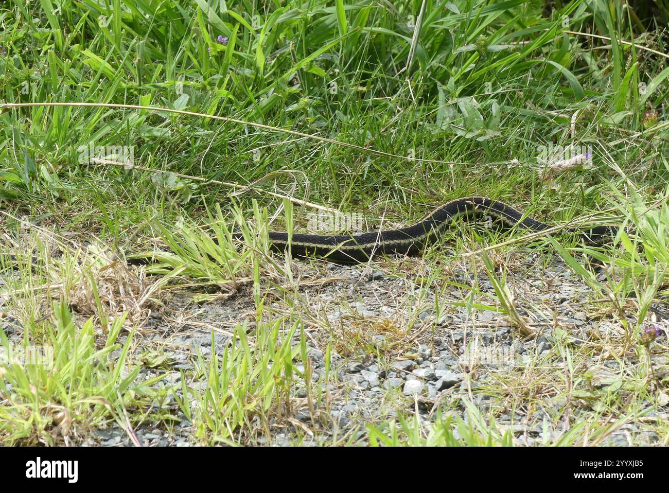 Puget Sound Garter Snake (Thamnophis sirtalis pickeringii Stock Photo ...