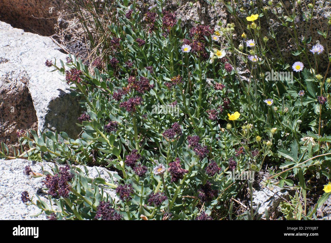 western roseroot (Rhodiola integrifolia Stock Photo - Alamy