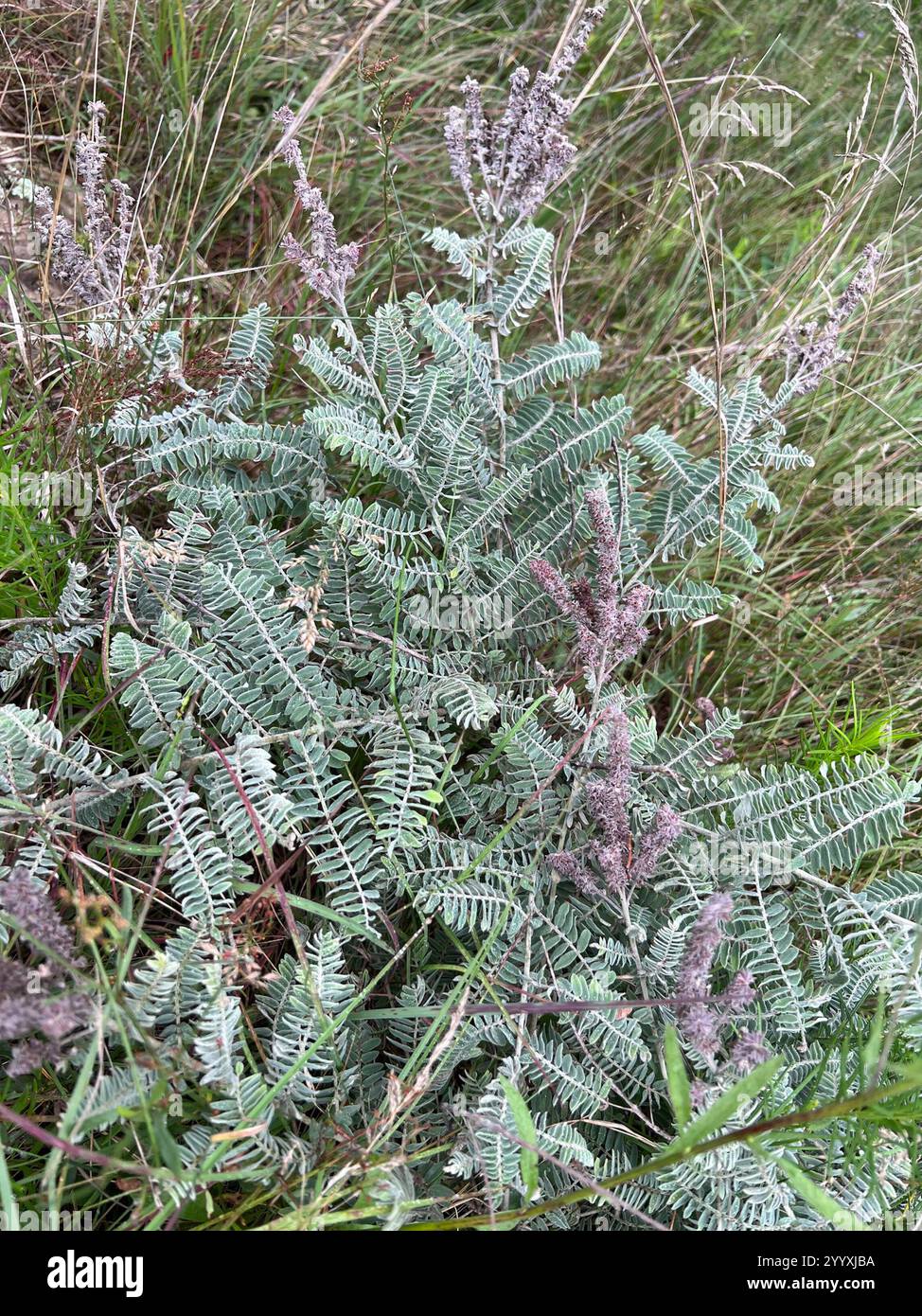 leadplant (Amorpha canescens Stock Photo - Alamy