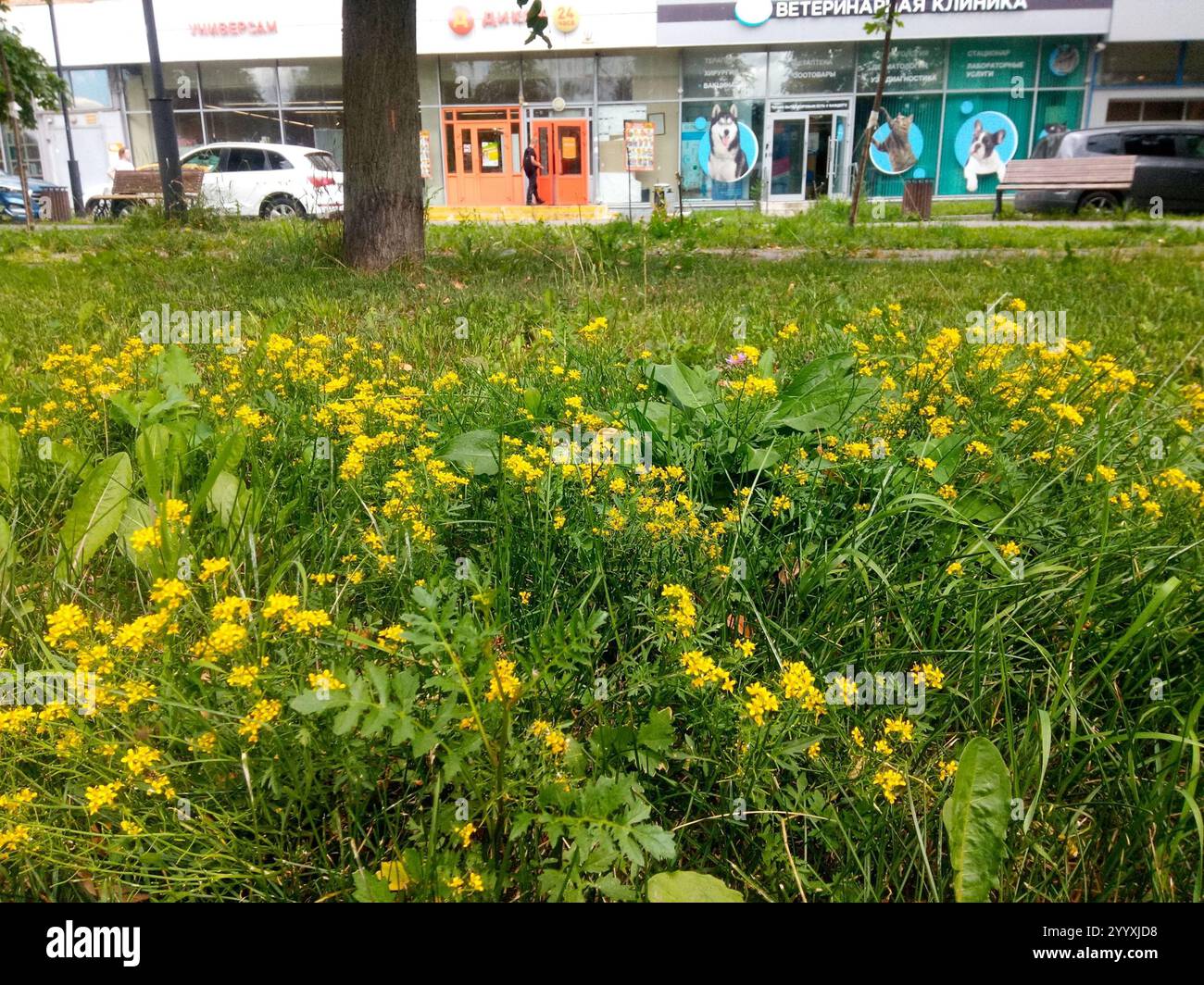 Creeping Yellowcress (Rorippa sylvestris Stock Photo - Alamy