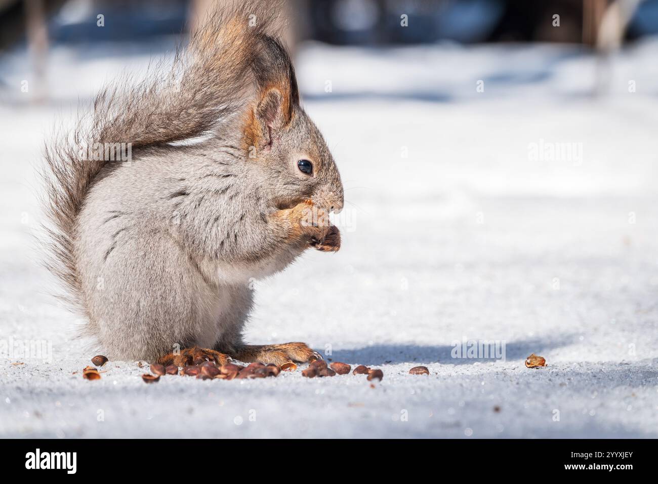 The squirrel in winter sits on white snow. Eurasian red squirrel ...