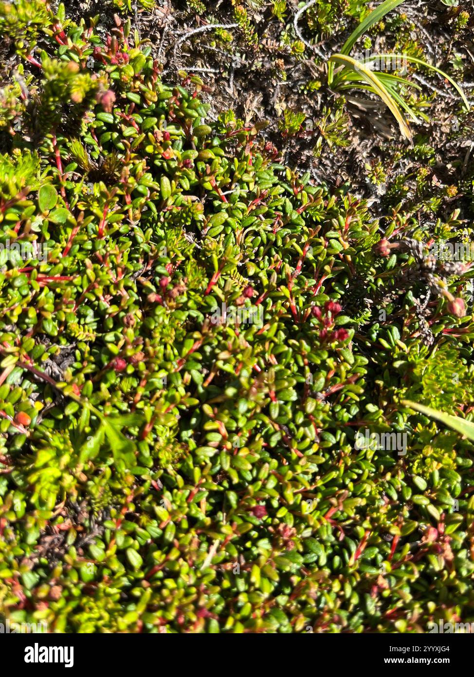 alpine azalea (Kalmia procumbens Stock Photo - Alamy