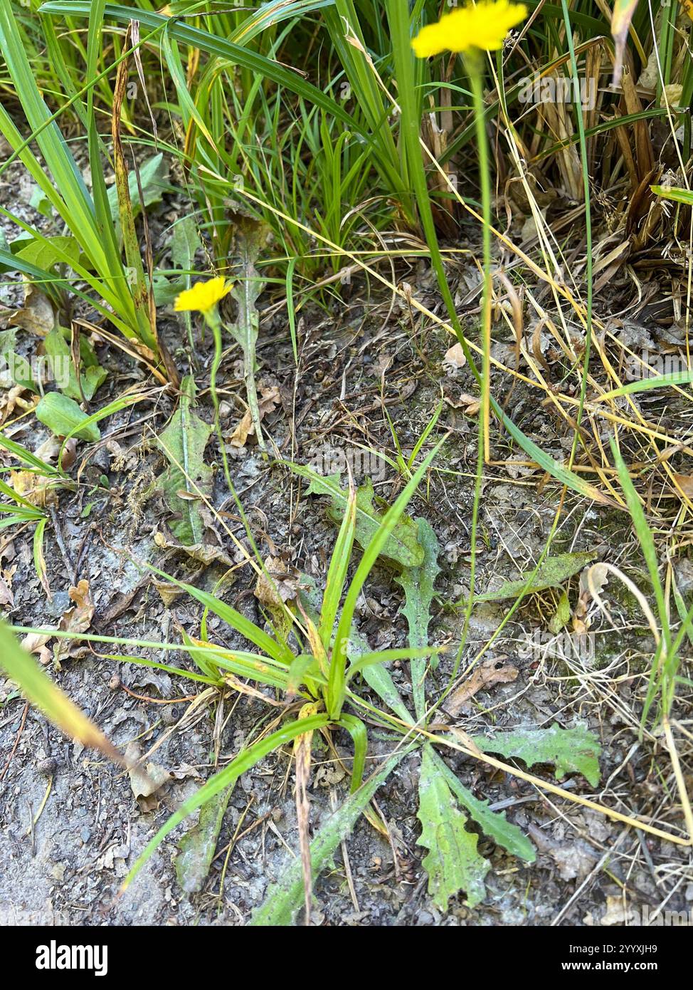 Smooth Cat's Ear (Hypochaeris glabra Stock Photo - Alamy