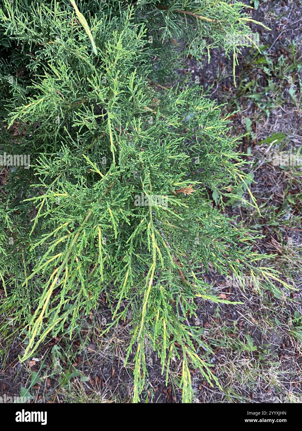 cypress family (Cupressaceae Stock Photo - Alamy