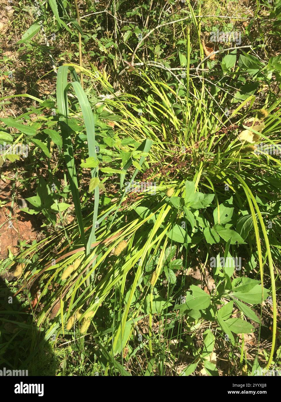 cattail sedge (Carex typhina Stock Photo - Alamy