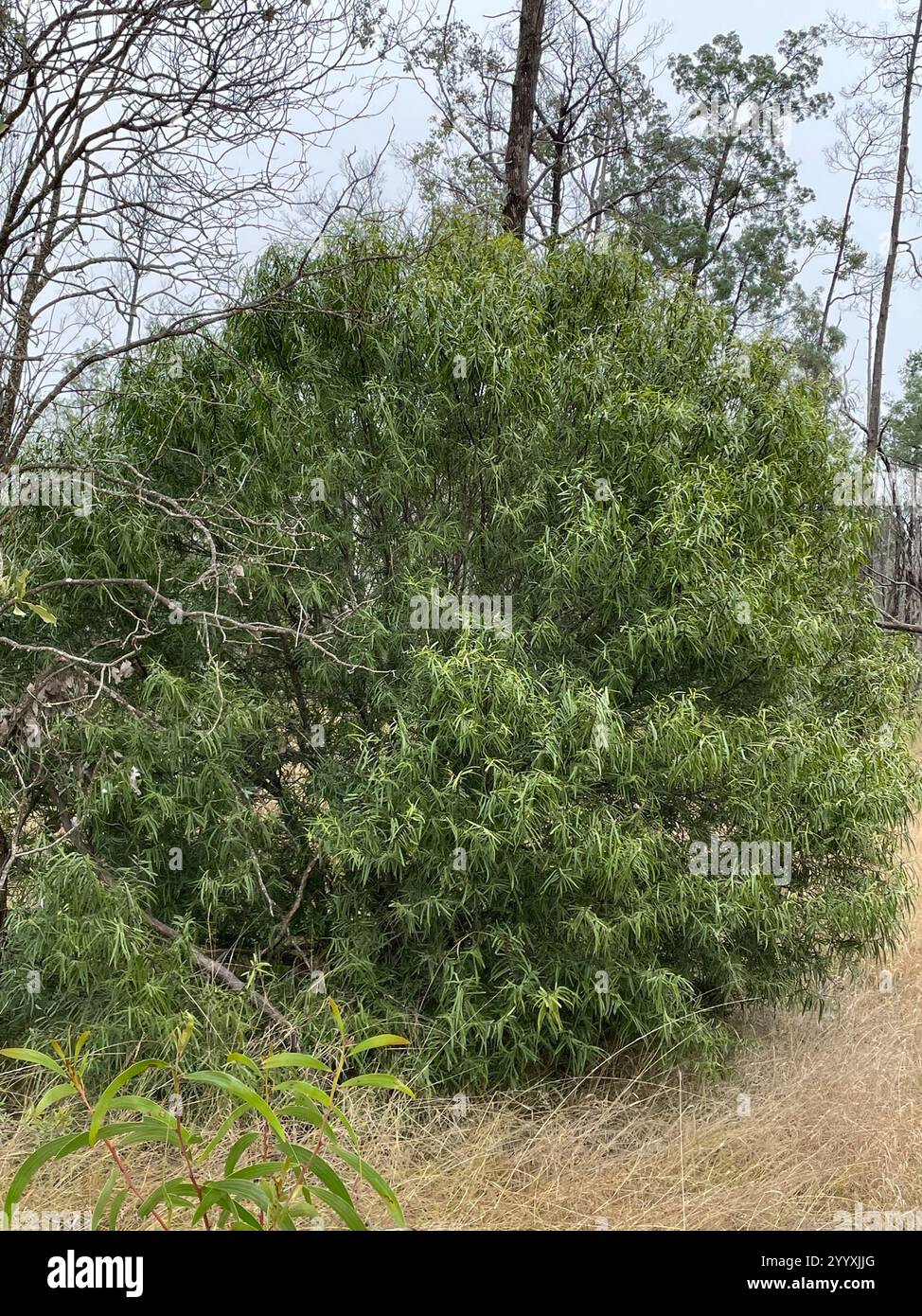 Wilga (Geijera parviflora Stock Photo - Alamy