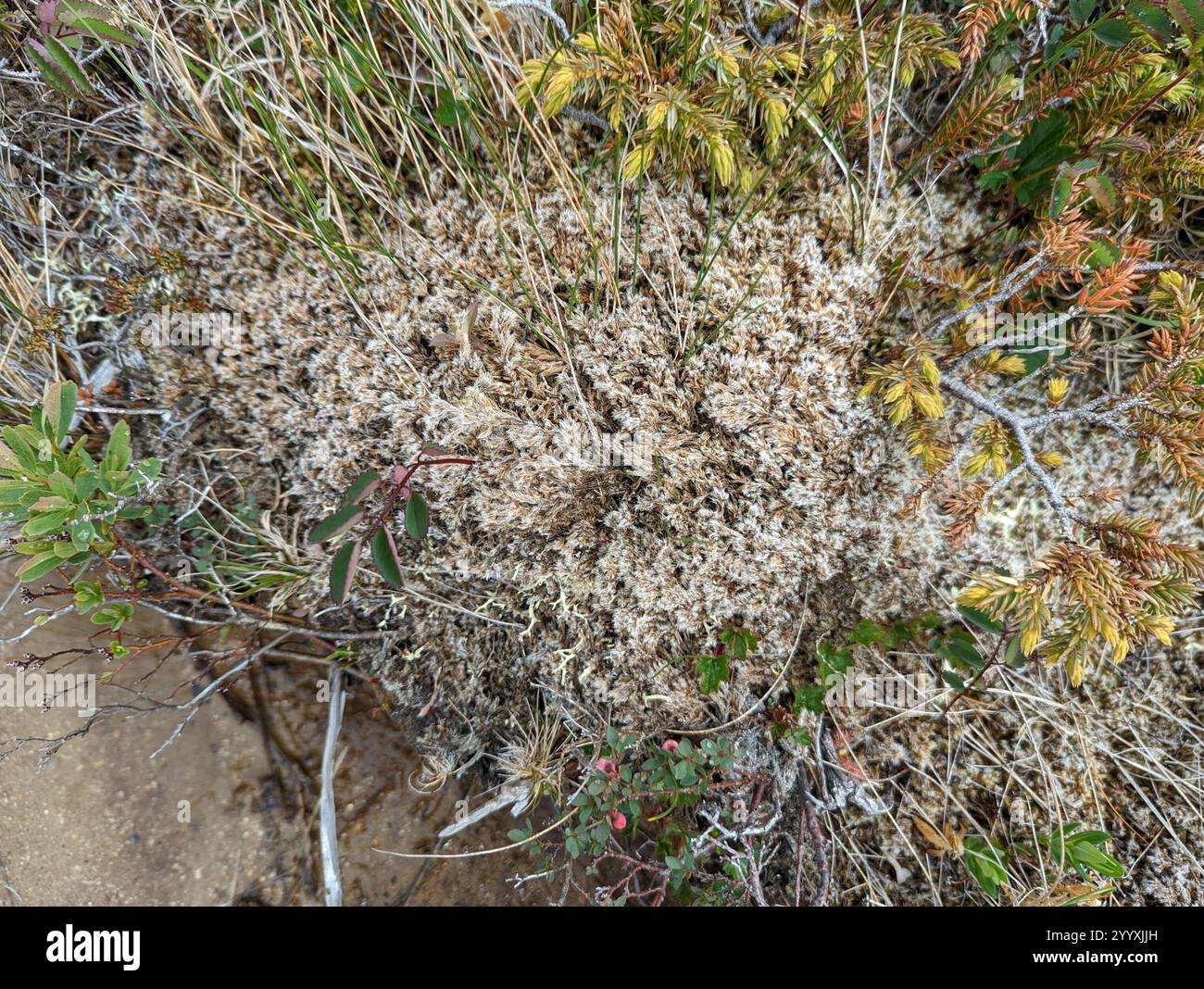 Woolly Fringe-moss (Racomitrium lanuginosum Stock Photo - Alamy