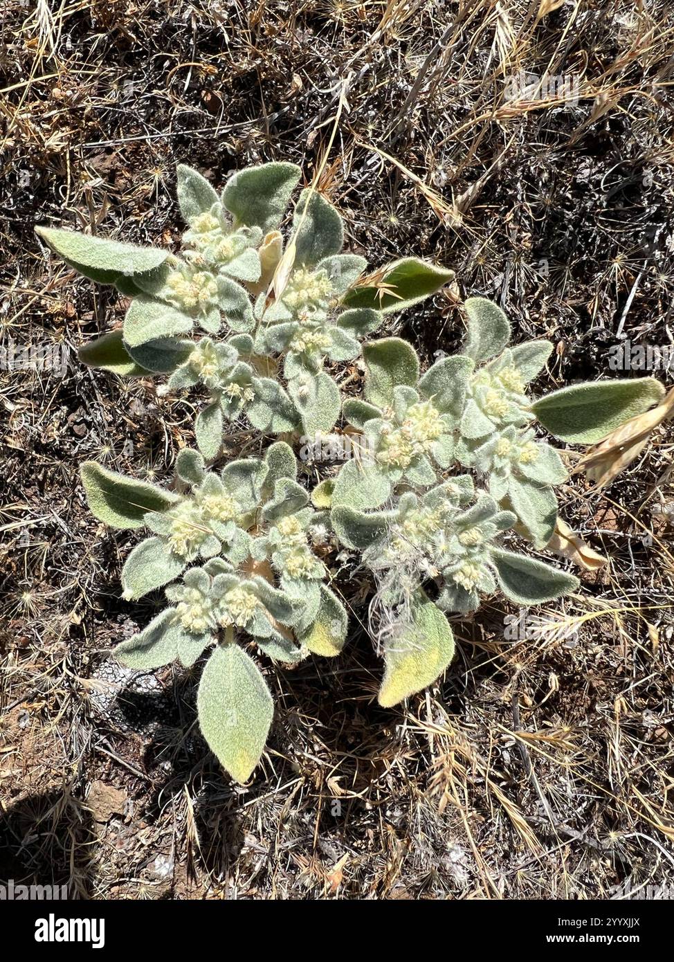 turkey mullein (Croton setiger Stock Photo - Alamy
