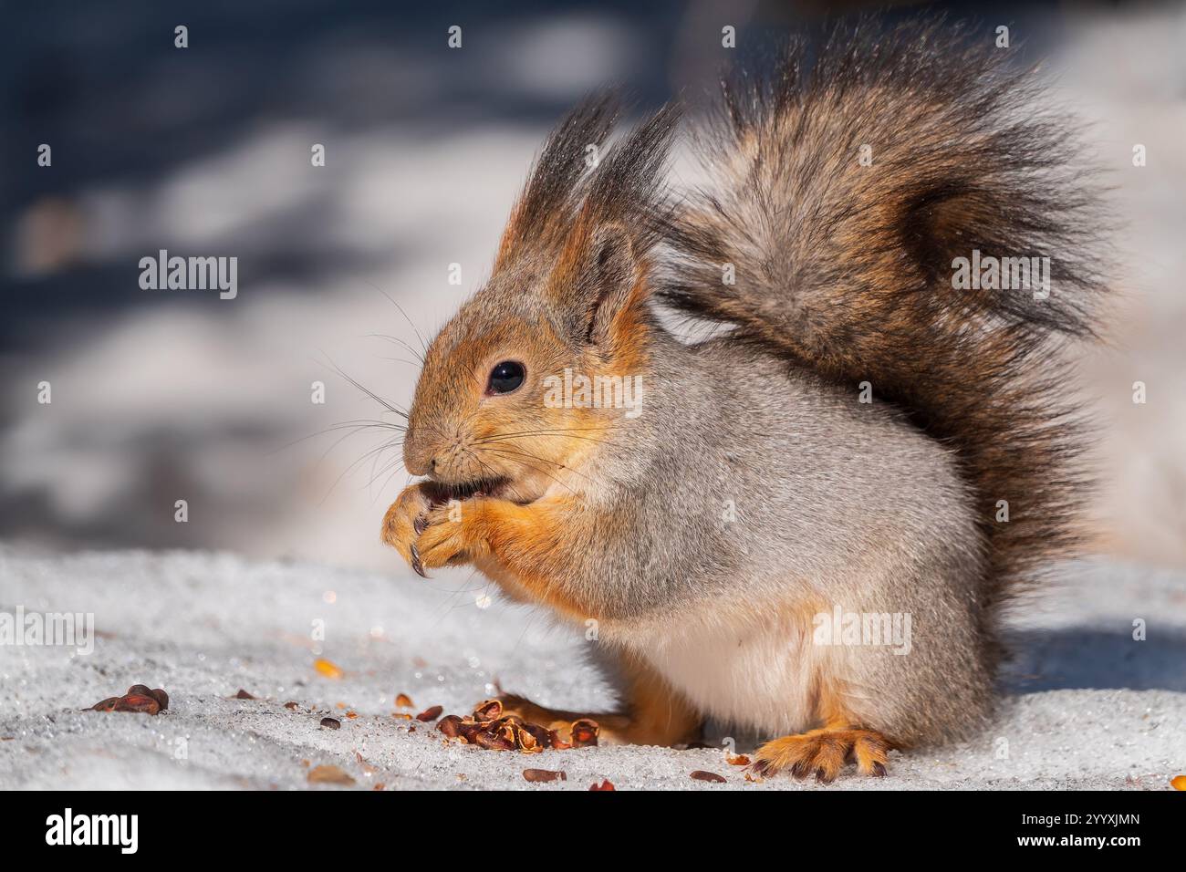 The squirrel in winter sits on white snow. Eurasian red squirrel ...