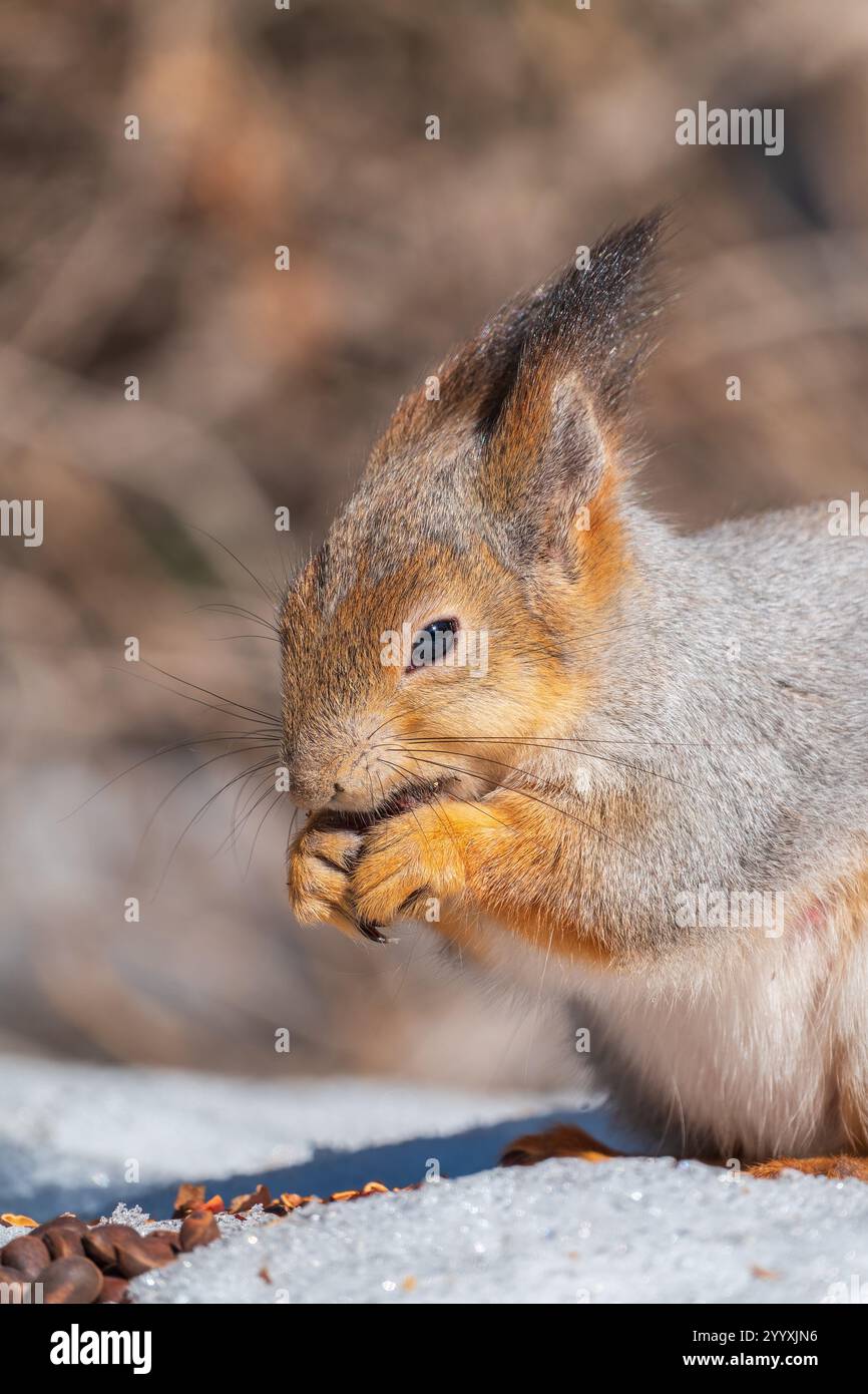 The squirrel in winter sits on white snow. Eurasian red squirrel ...