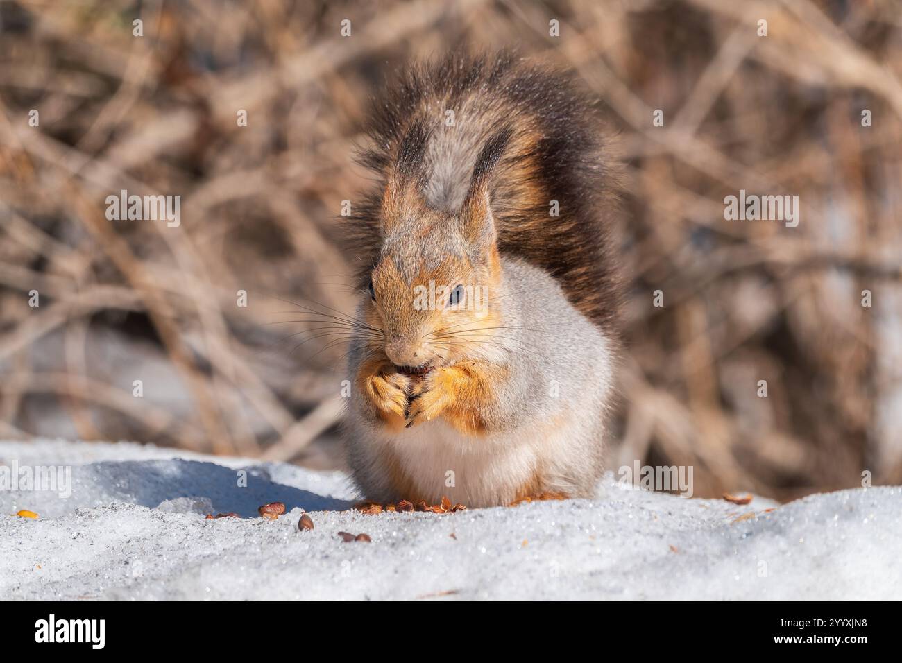 The squirrel in winter sits on white snow. Eurasian red squirrel ...