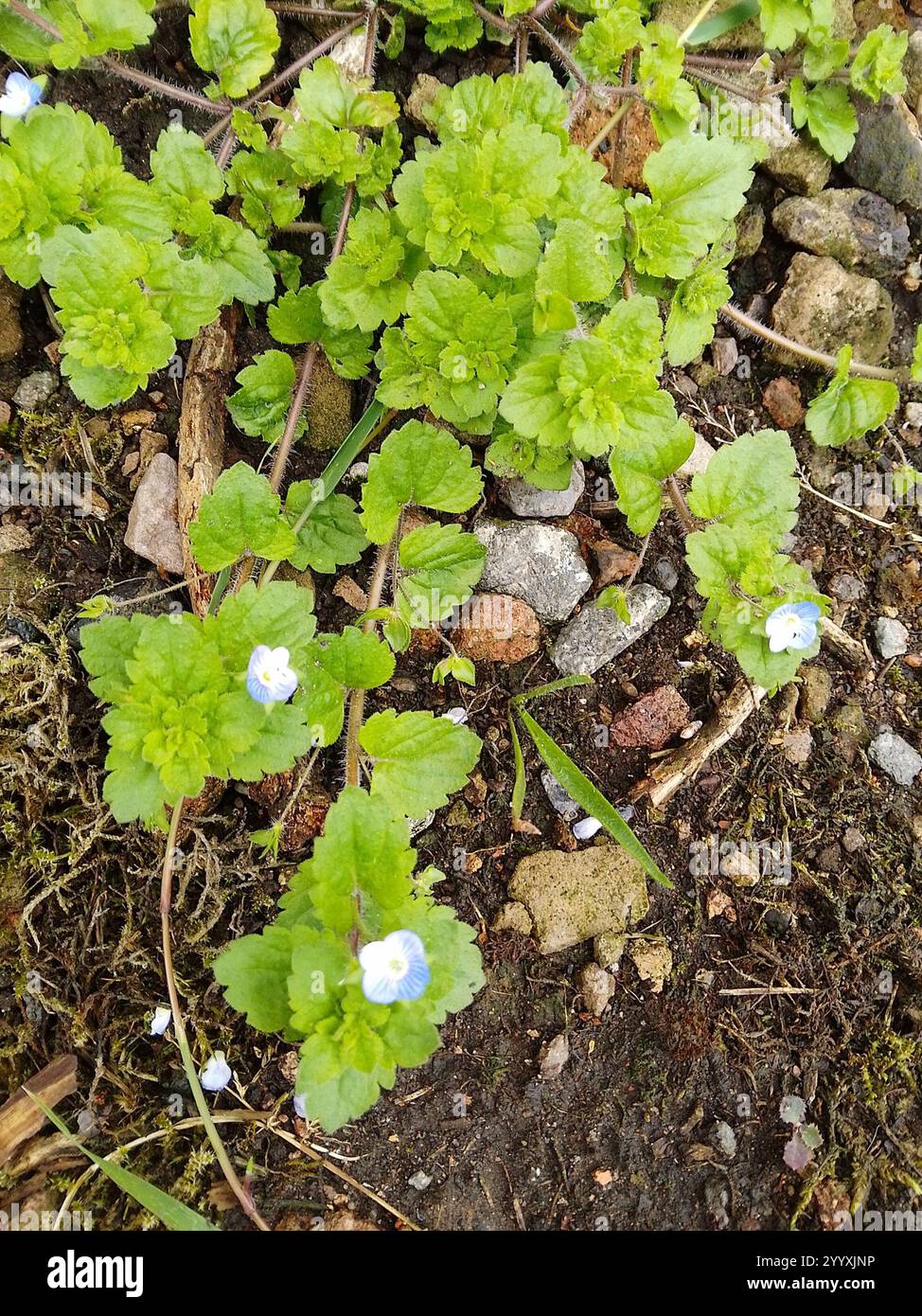 bird's-eye speedwell (Veronica persica Stock Photo - Alamy