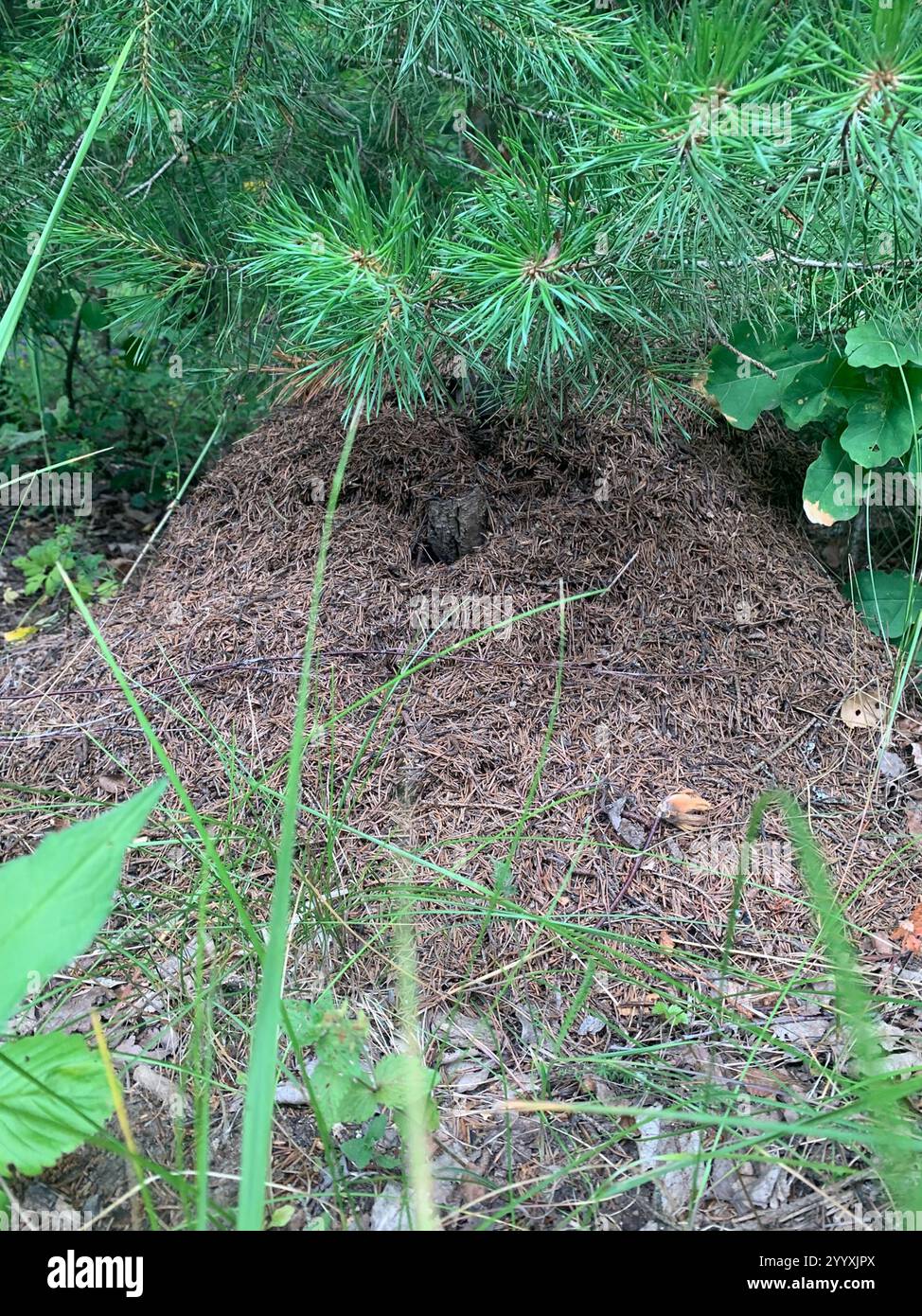 Wood, Mound, and Field Ants (Formica Stock Photo - Alamy