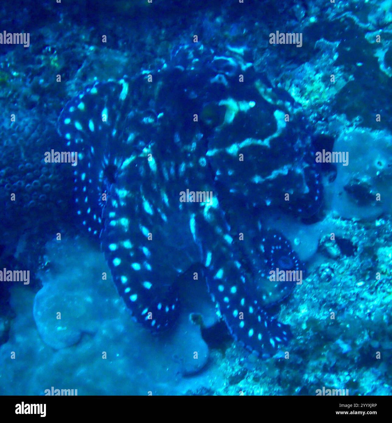 Day Octopus (Octopus cyanea Stock Photo - Alamy
