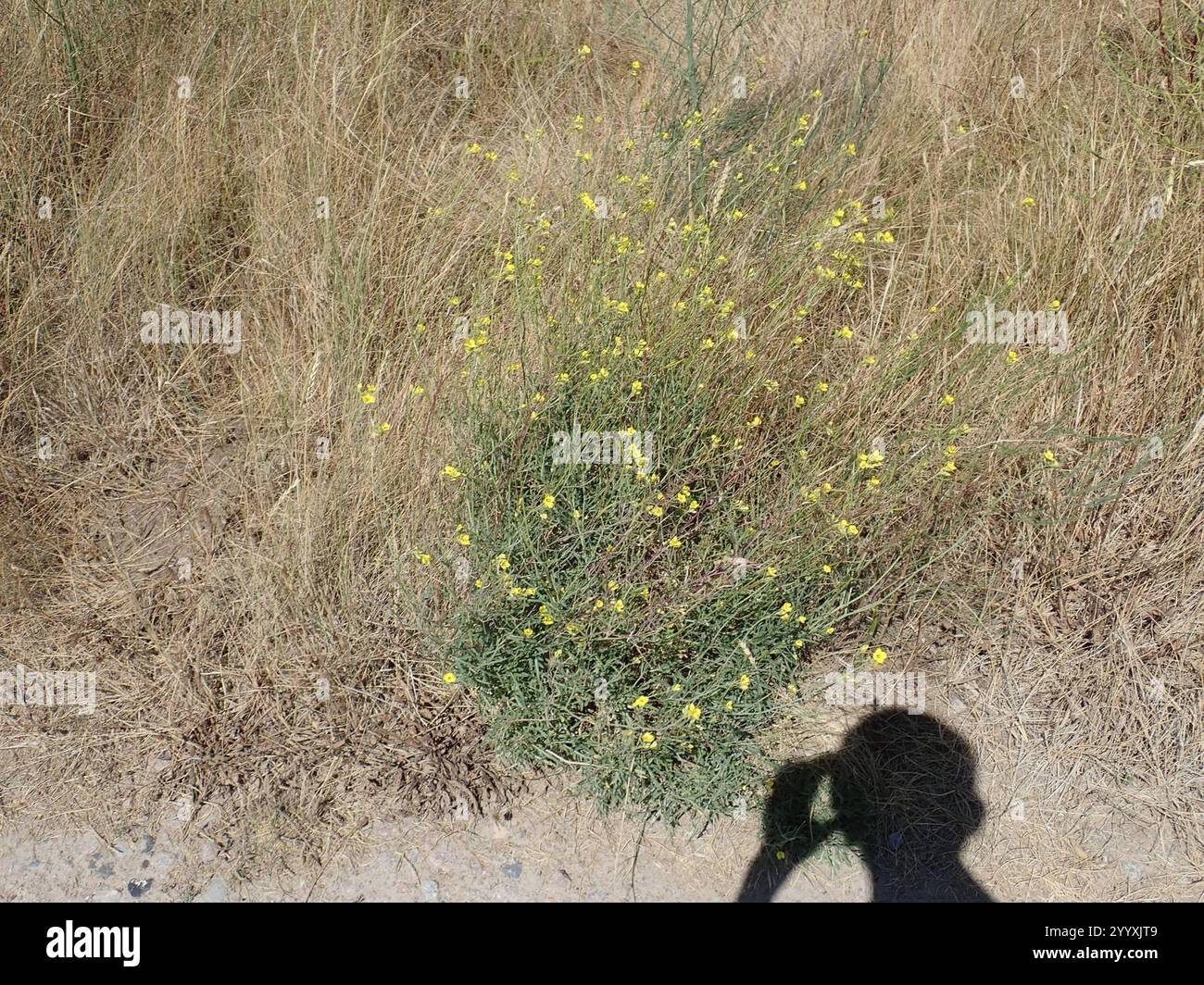 Perennial Wall-rocket (Diplotaxis tenuifolia Stock Photo - Alamy