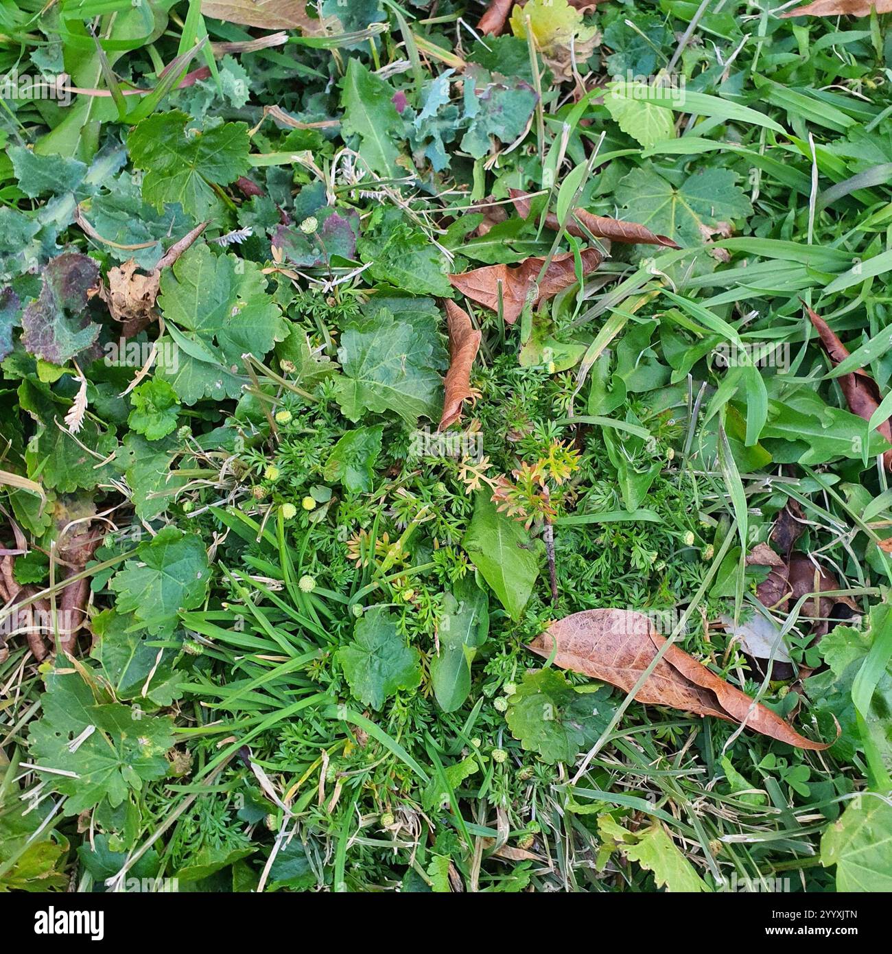 Cotula australis hi-res stock photography and images - Alamy