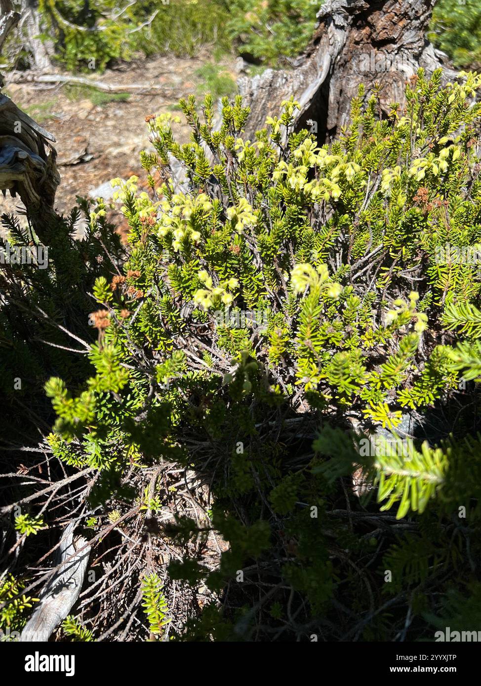 Yellow Mountain-heath (Phyllodoce glanduliflora Stock Photo - Alamy