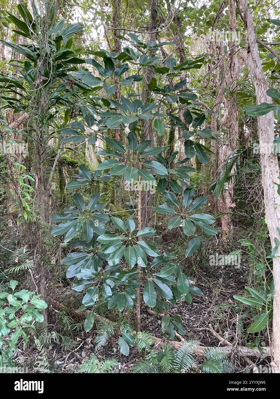 Australian Umbrella Tree (Heptapleurum actinophyllum Stock Photo - Alamy