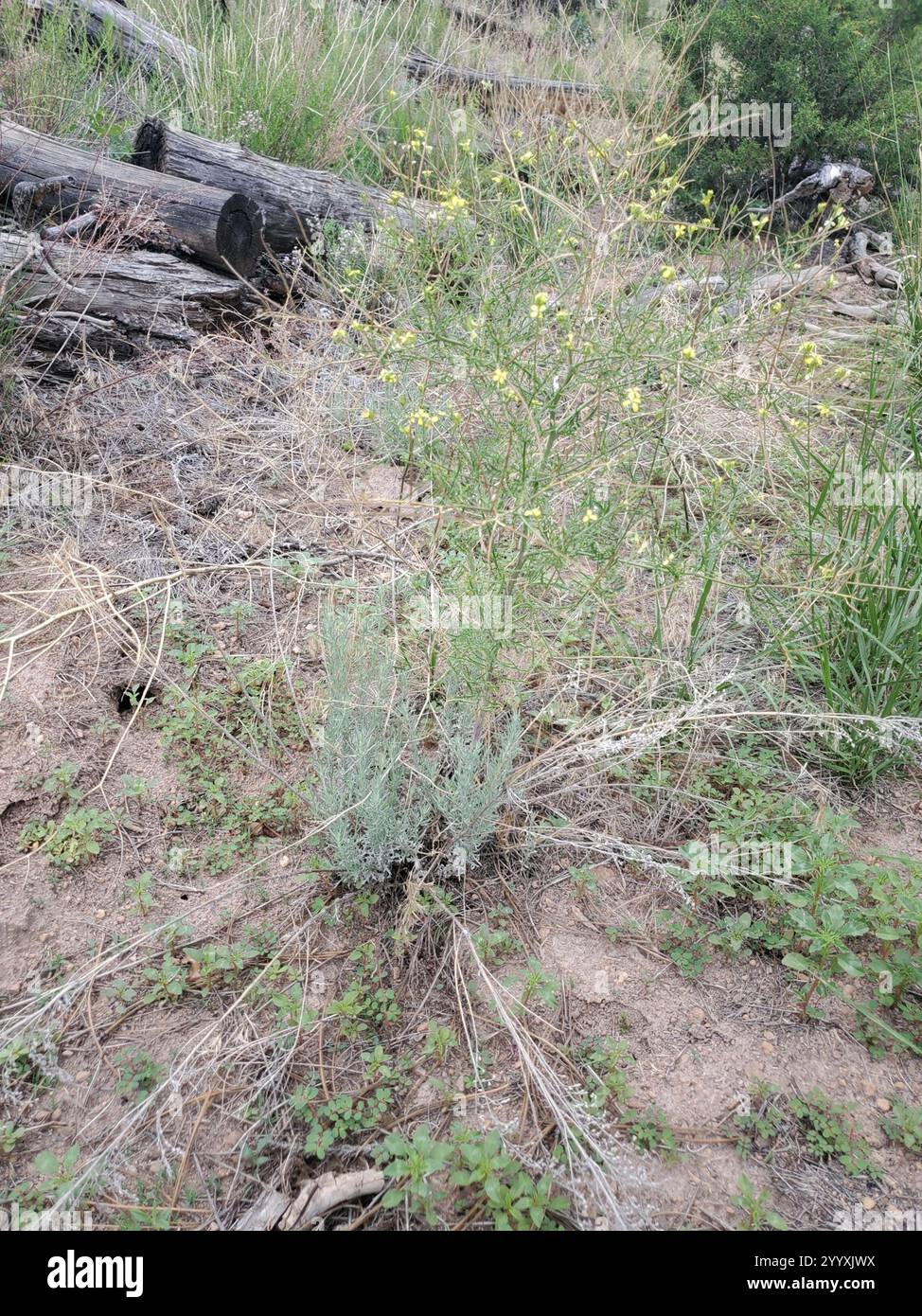 Tall Tumblemustard (Sisymbrium altissimum Stock Photo - Alamy