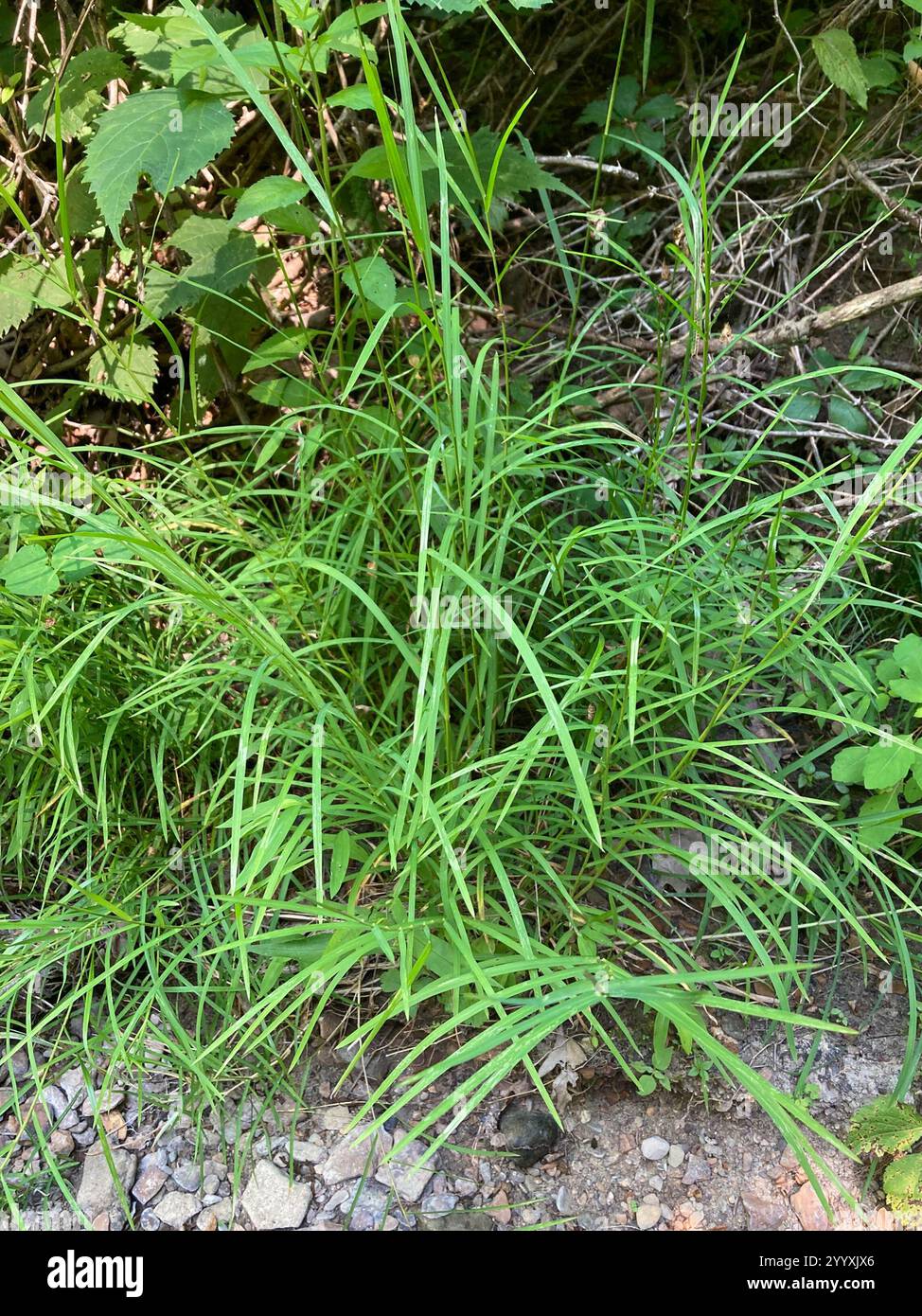 grasses, sedges, cattails, and allies (Poales Stock Photo - Alamy