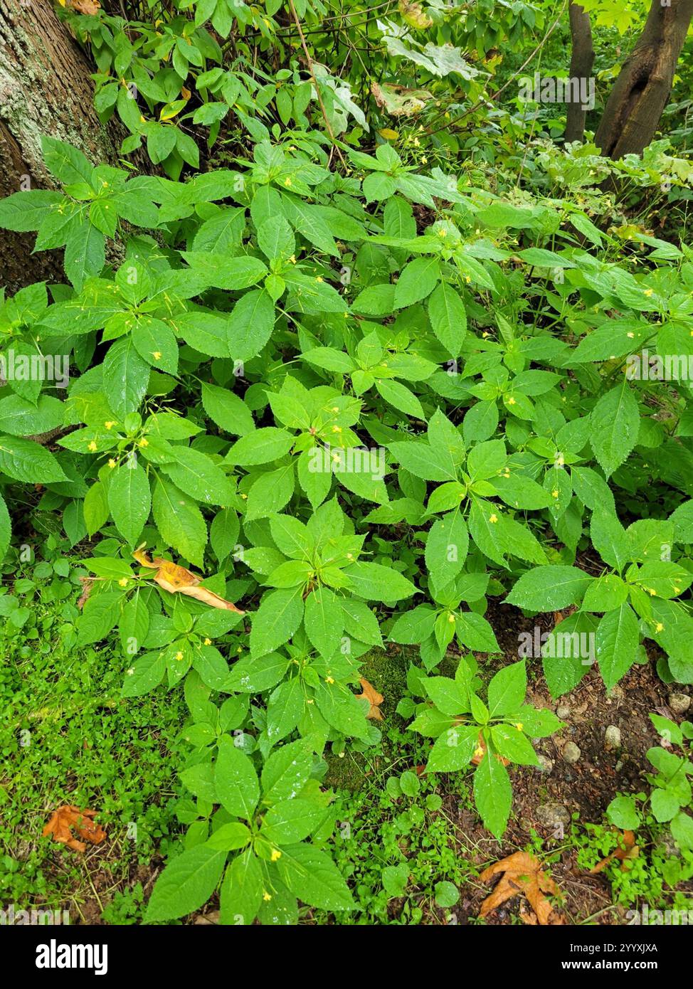 small balsam (Impatiens parviflora Stock Photo - Alamy