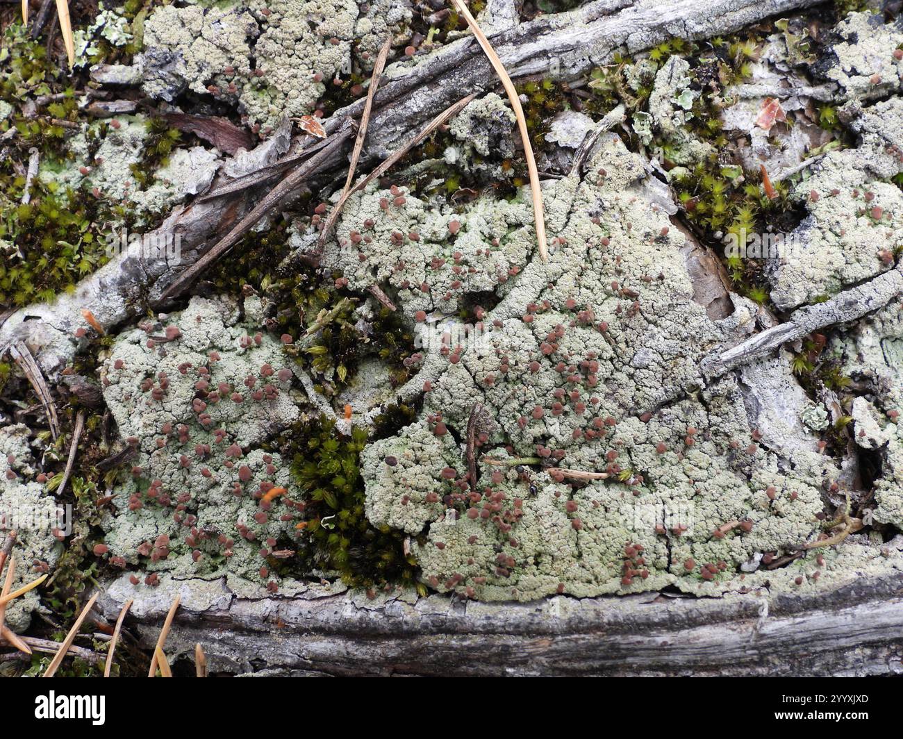 Brown Beret Lichen (Baeomyces rufus Stock Photo - Alamy
