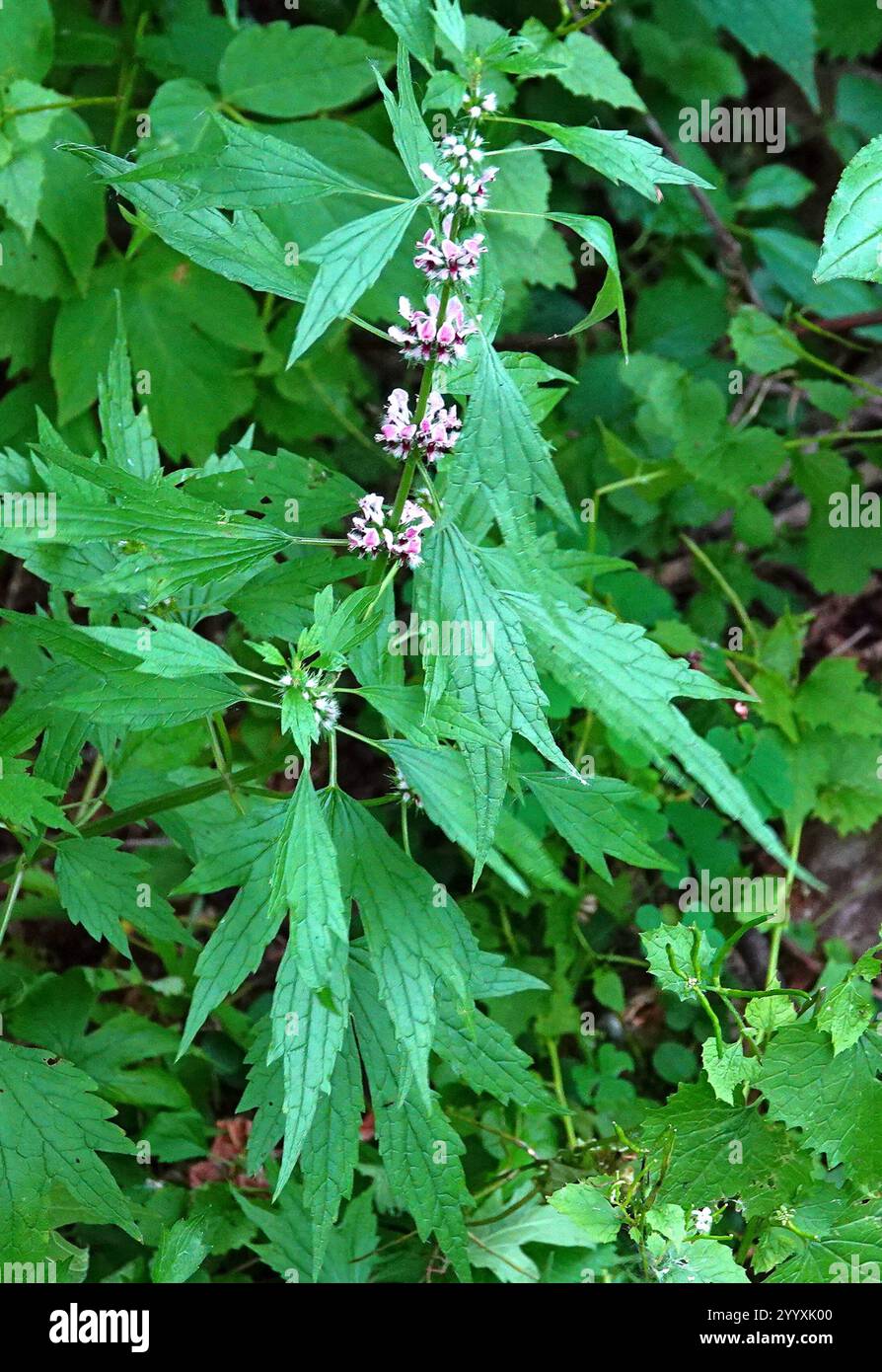common motherwort (Leonurus cardiaca Stock Photo - Alamy