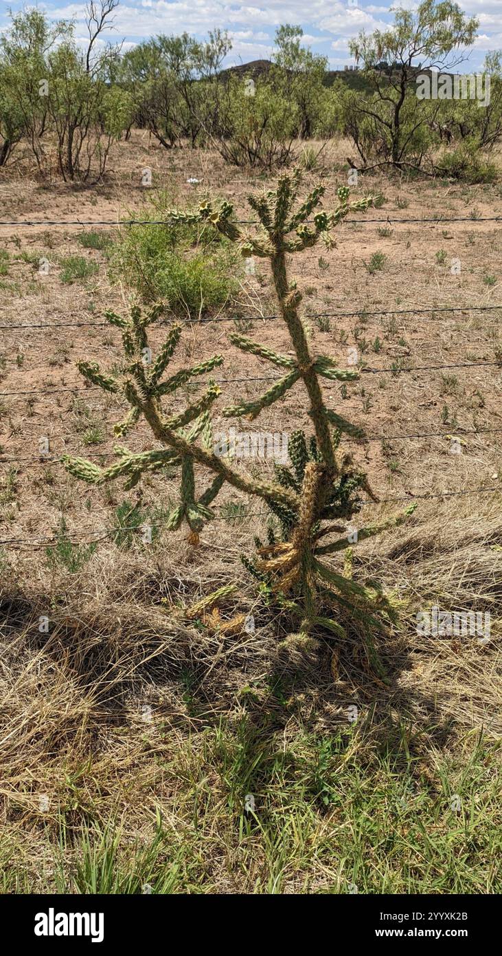 tree cholla (Cylindropuntia imbricata Stock Photo - Alamy