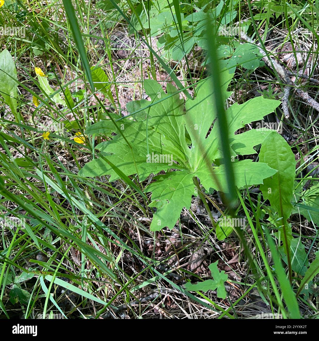 Western Sweet Coltsfoot (Petasites frigidus palmatus Stock Photo - Alamy