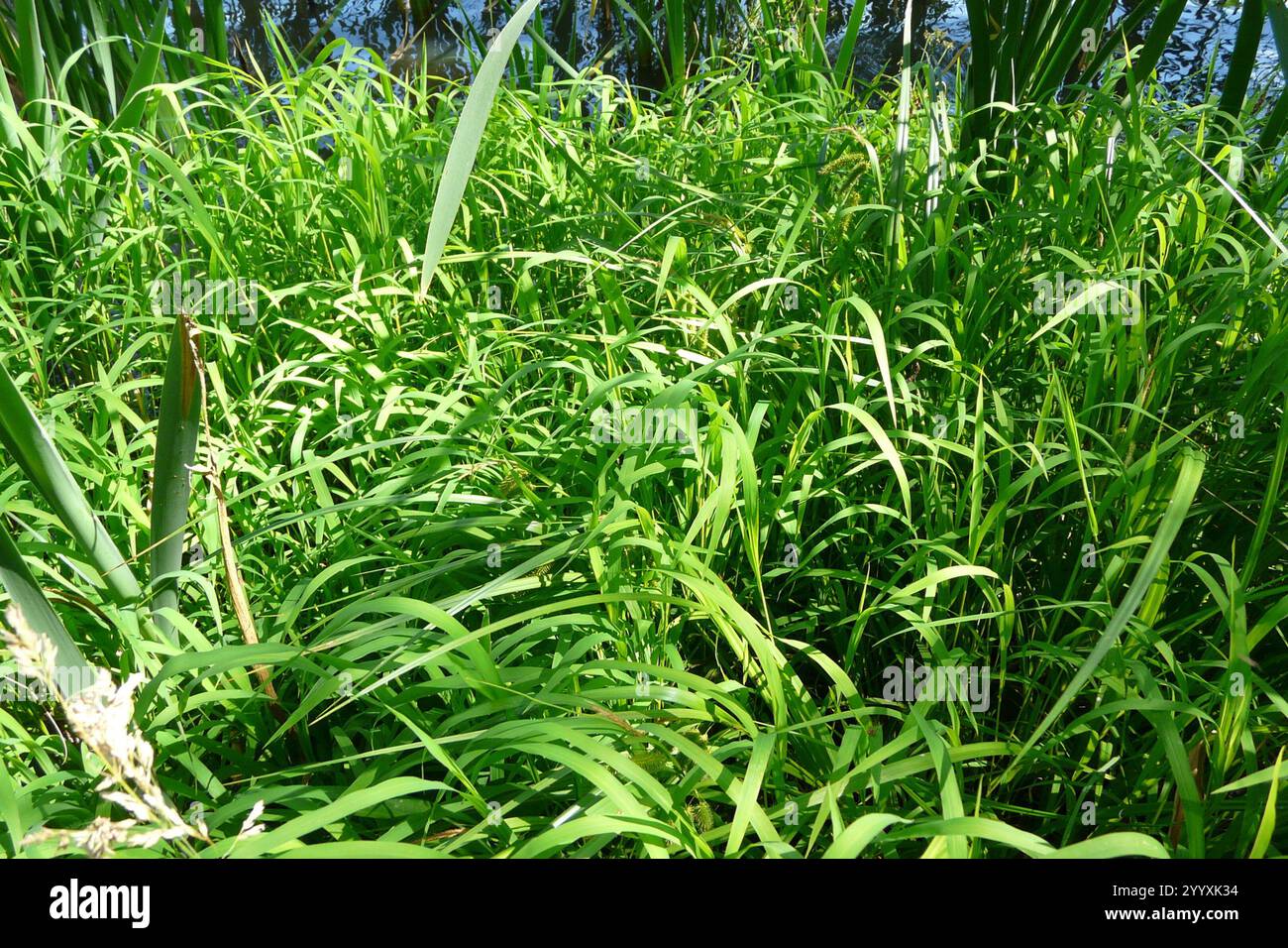 Rice cutgrass hi-res stock photography and images - Alamy