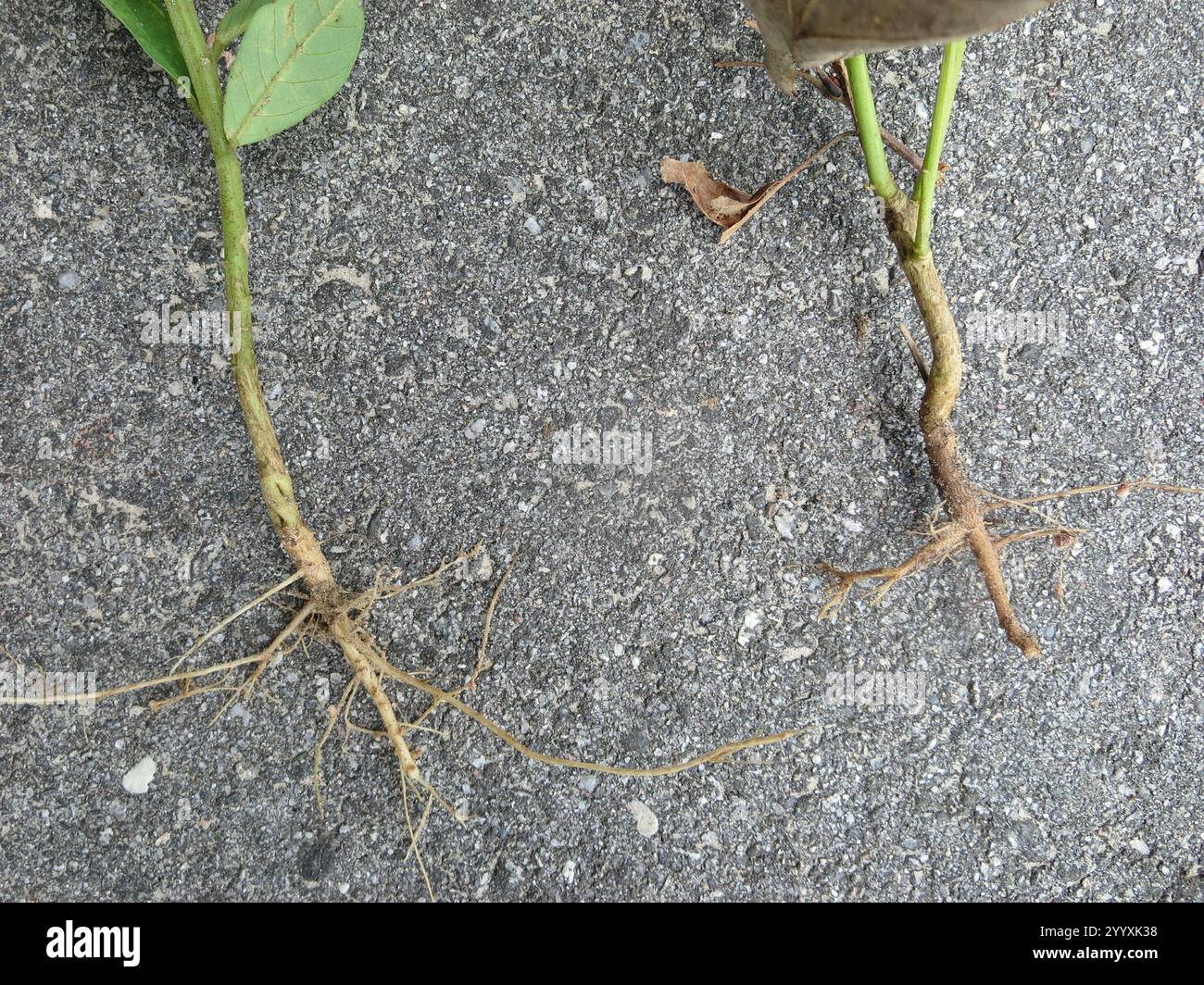 Showy Rattlebox (Crotalaria spectabilis Stock Photo - Alamy
