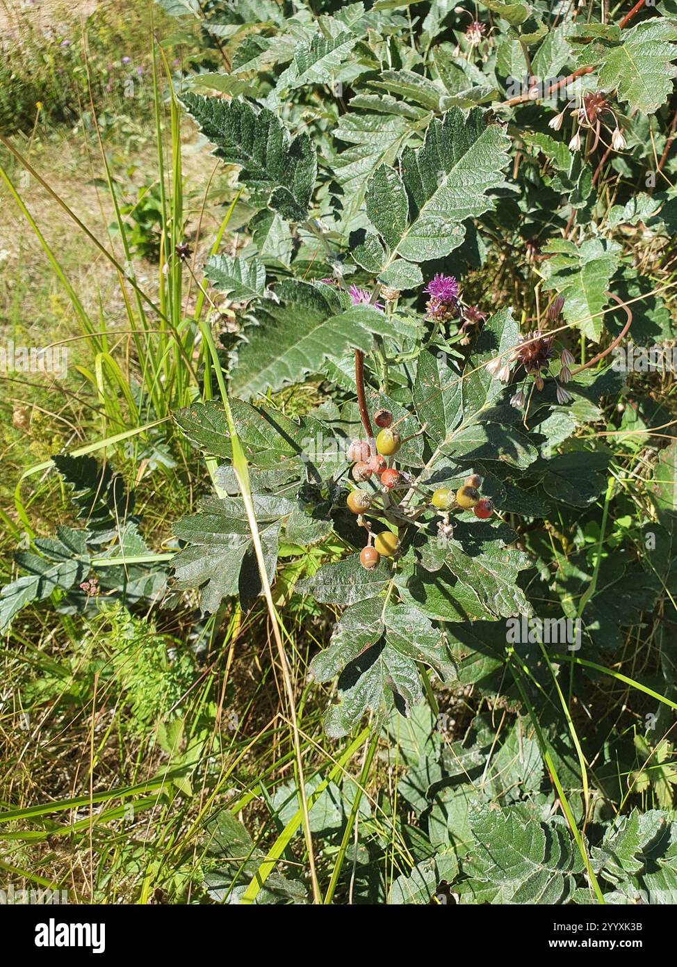 Swedish Service-tree (Hedlundia hybrida Stock Photo - Alamy