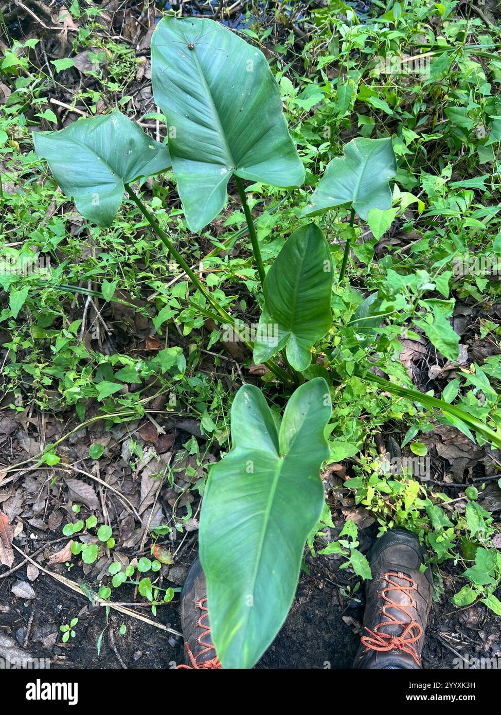 Green Arrow Arum (Peltandra virginica Stock Photo - Alamy