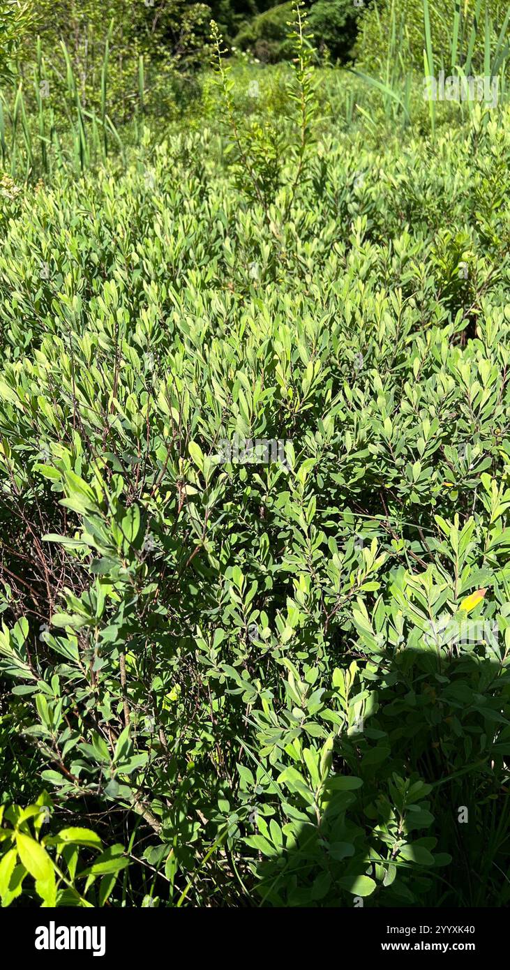 bog myrtle (Myrica gale Stock Photo - Alamy