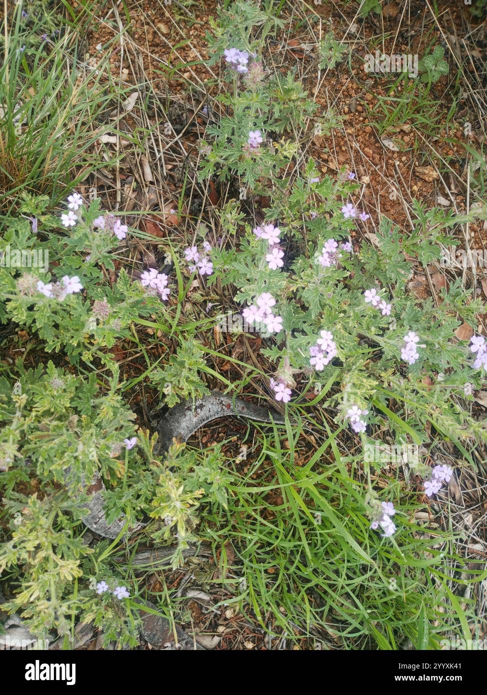 southwestern mock vervain (Glandularia gooddingii Stock Photo - Alamy