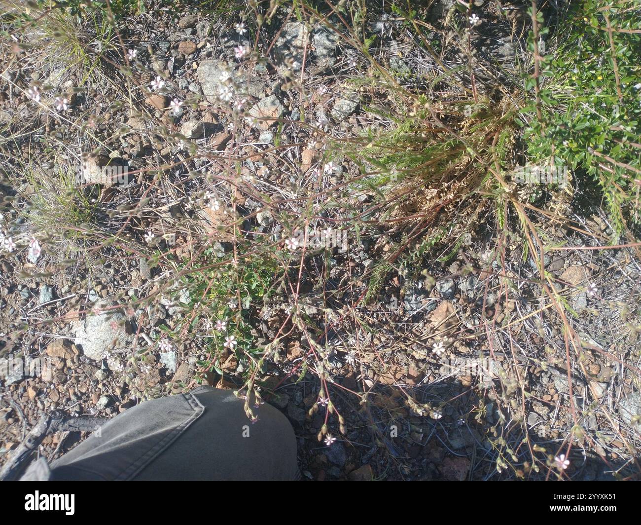 howell's horkelia (Horkelia howellii Stock Photo - Alamy