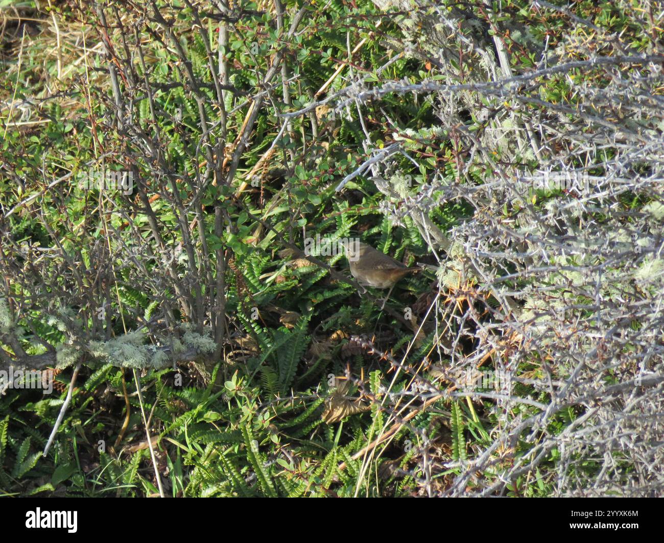 Southern house wren troglodytes musculus hi-res stock photography and ...