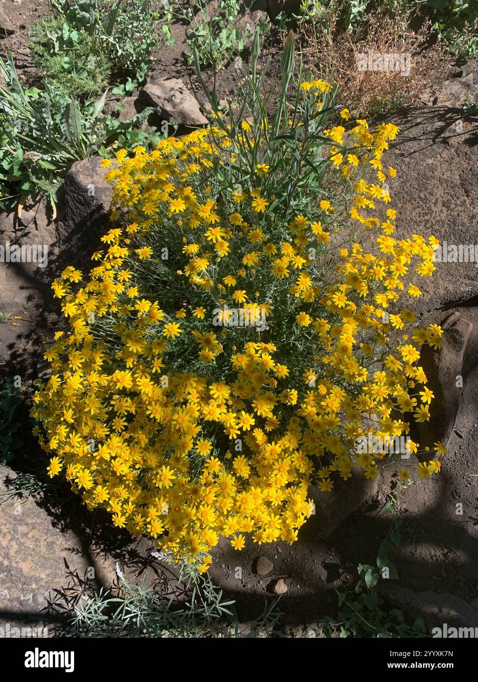 common woolly sunflower (Eriophyllum lanatum Stock Photo - Alamy