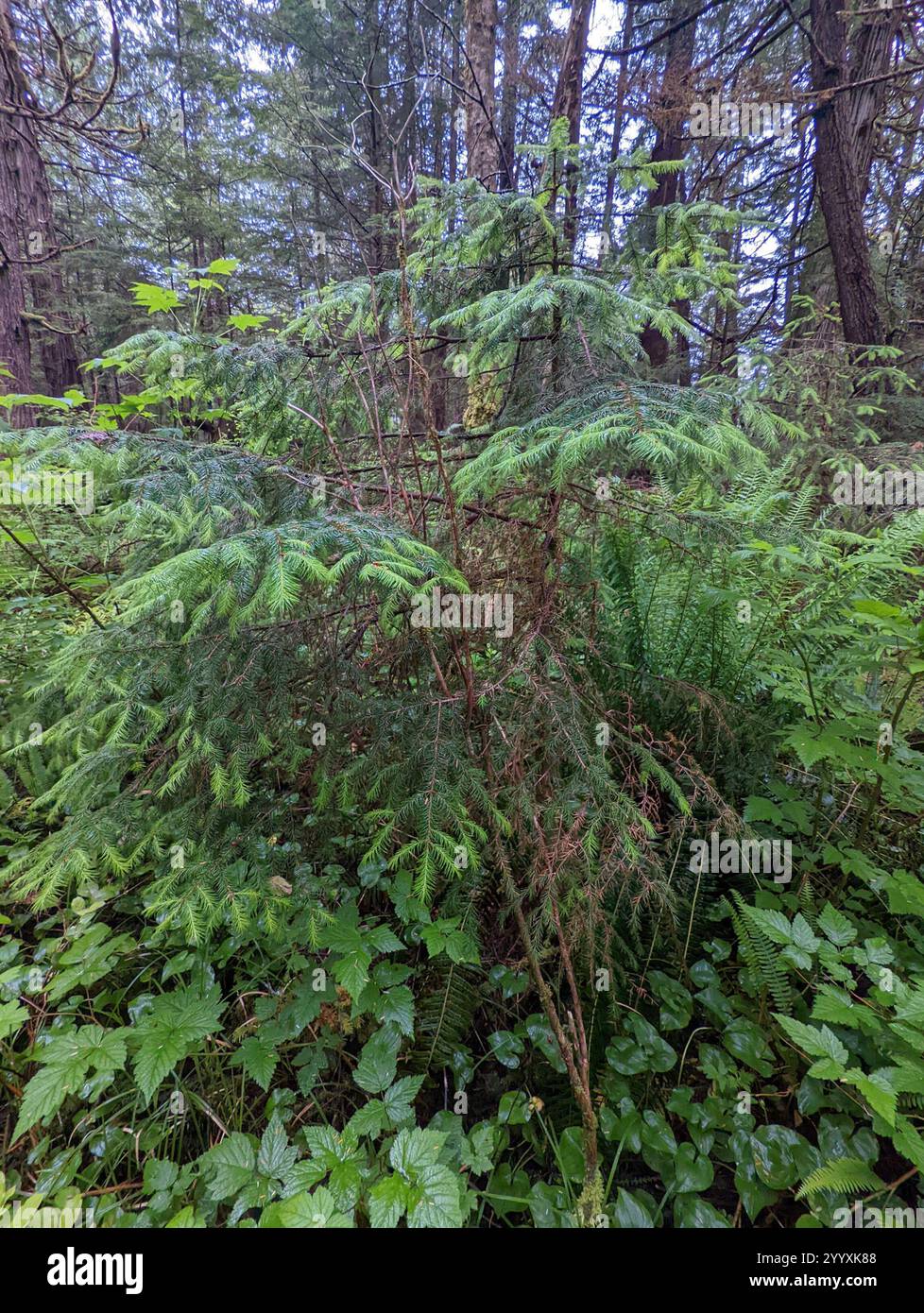 Sitka spruce (Picea sitchensis Stock Photo - Alamy