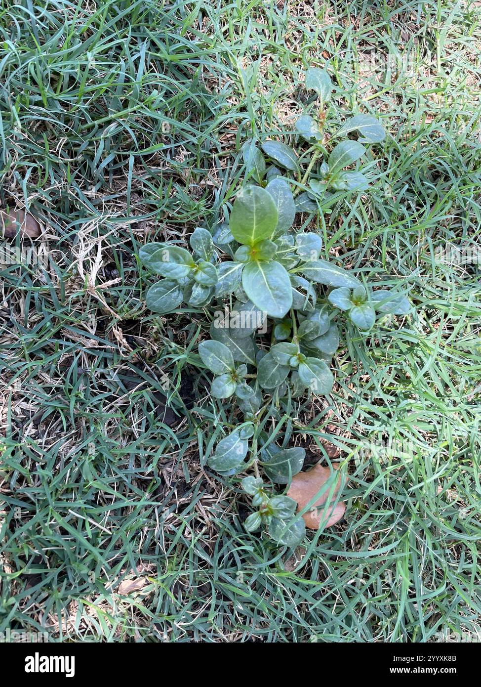 mat chaff-flower (Alternanthera caracasana Stock Photo - Alamy