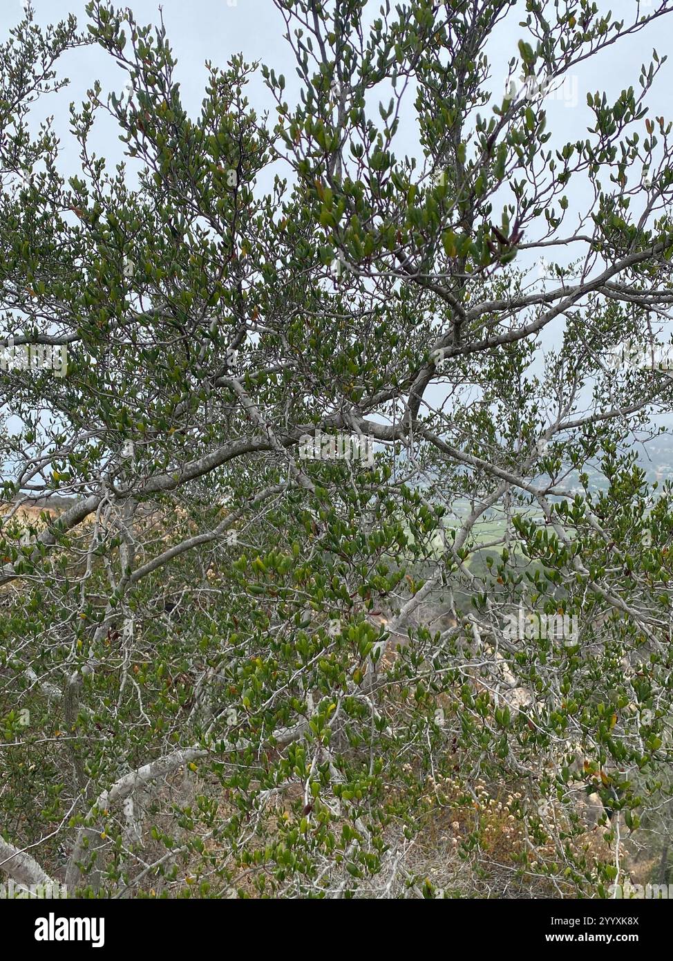 smooth mountain mahogany (Cercocarpus minutiflorus Stock Photo - Alamy