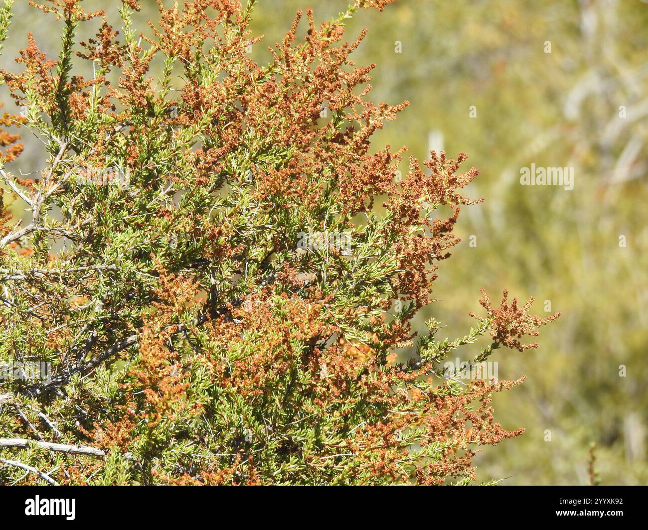 chamise (Adenostoma fasciculatum Stock Photo - Alamy