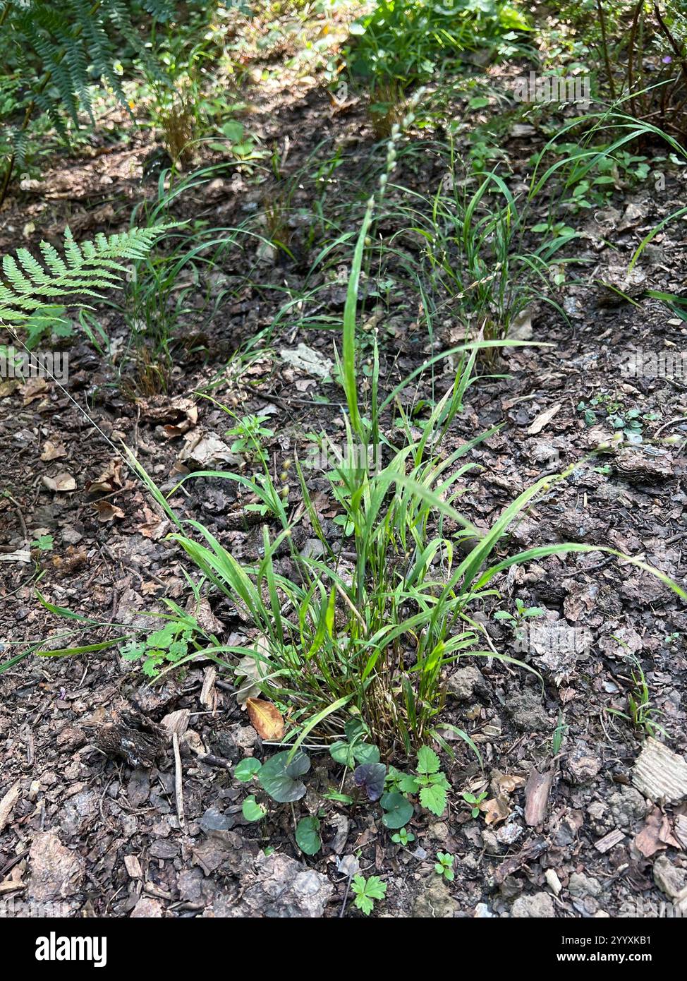 Wood melick, melica uniflora hi-res stock photography and images - Alamy
