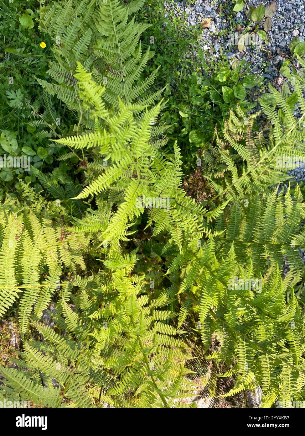 lady fern (Athyrium filix-femina Stock Photo - Alamy