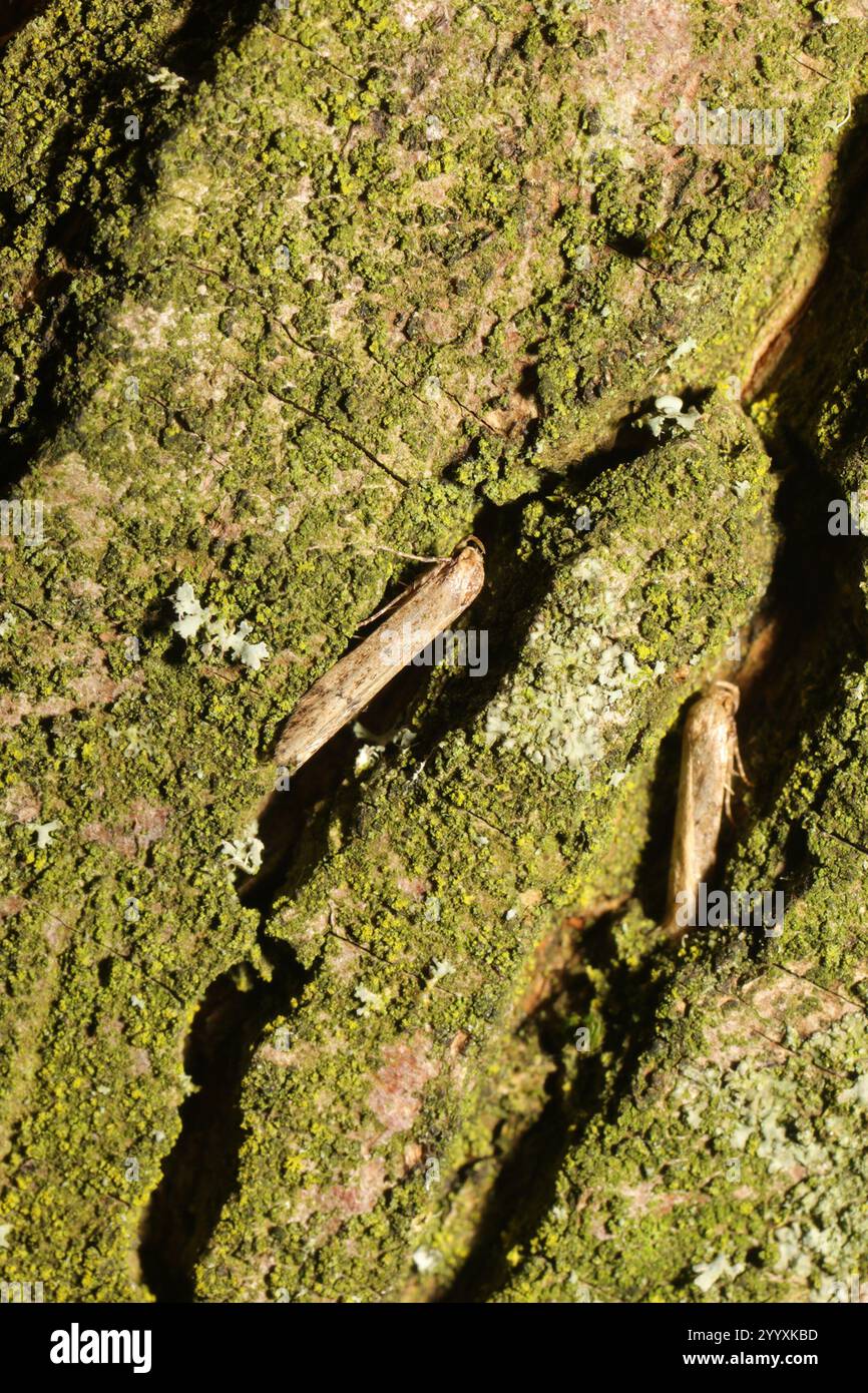 Dingy Dowd (Blastobasis adustella Stock Photo - Alamy