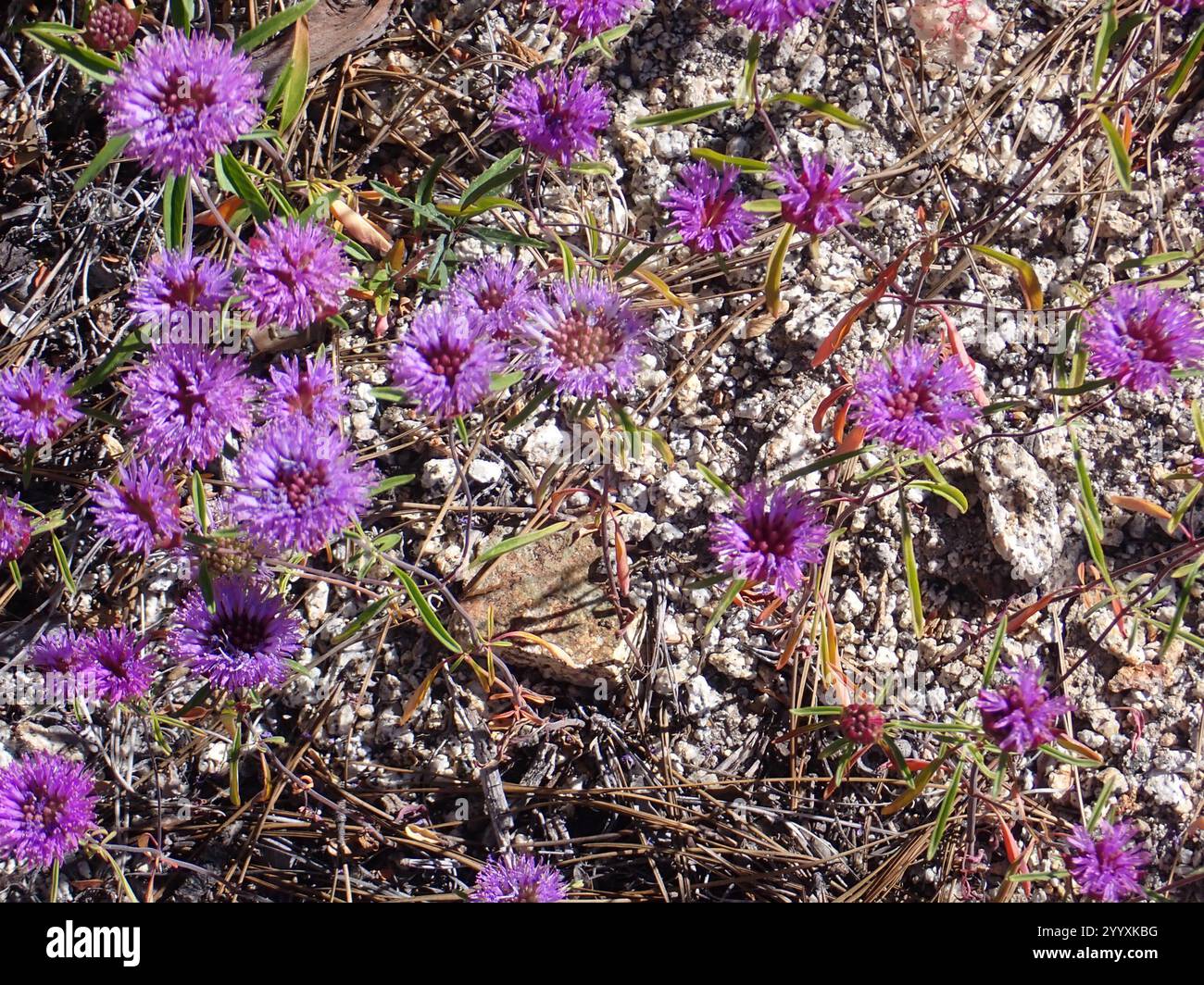 mustang mint (Monardella breweri lanceolata Stock Photo - Alamy