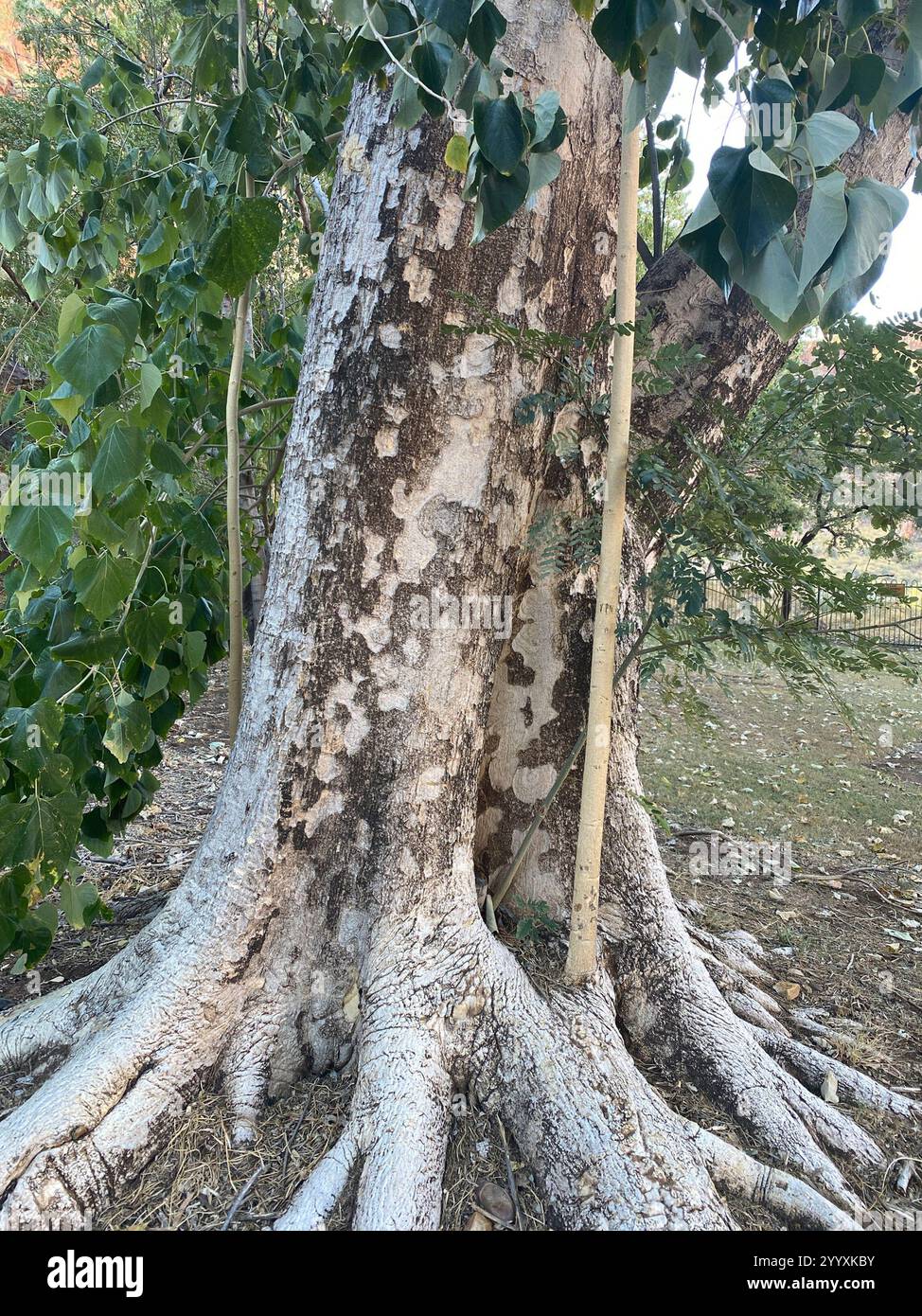 Propeller Tree (Gyrocarpus americanus Stock Photo - Alamy