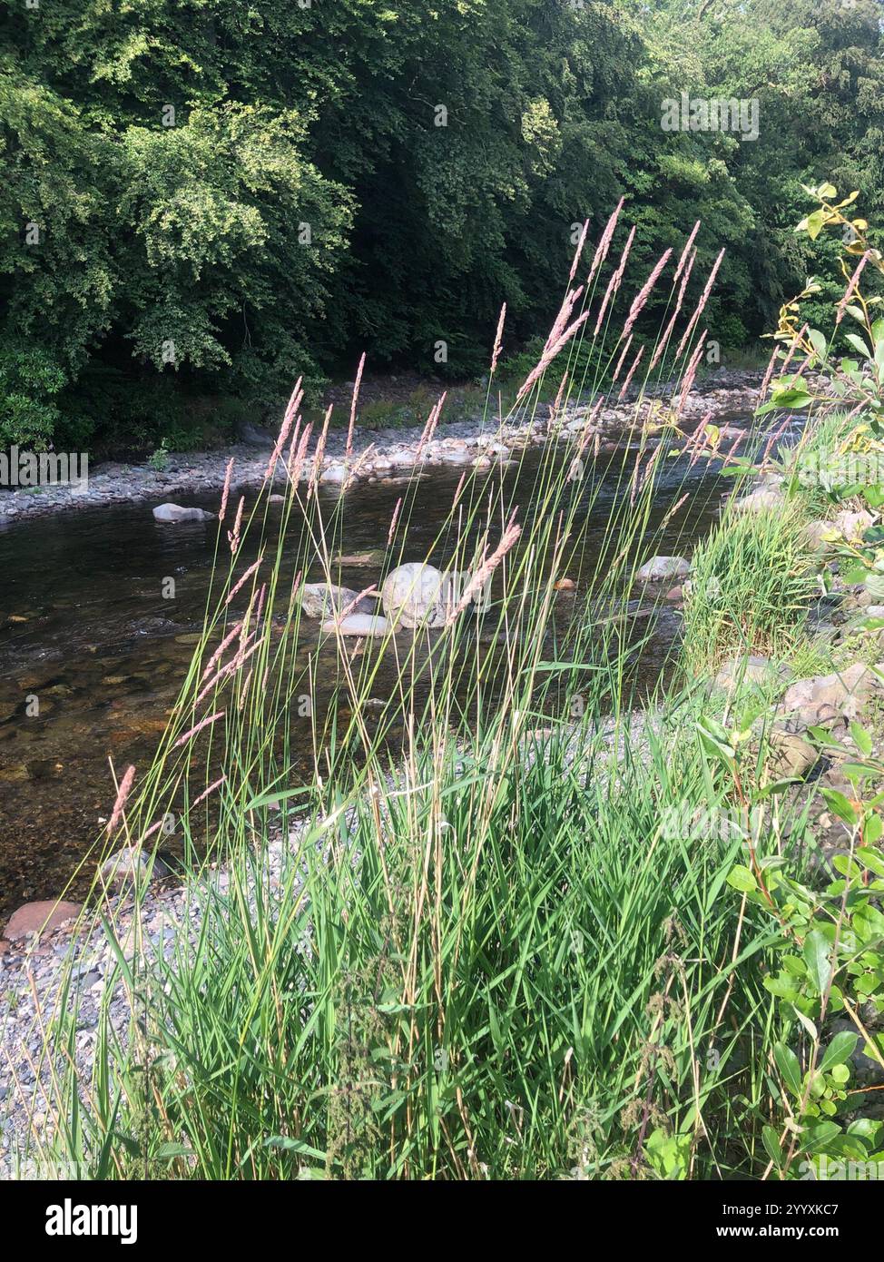 reed canary grass (Phalaris arundinacea Stock Photo - Alamy