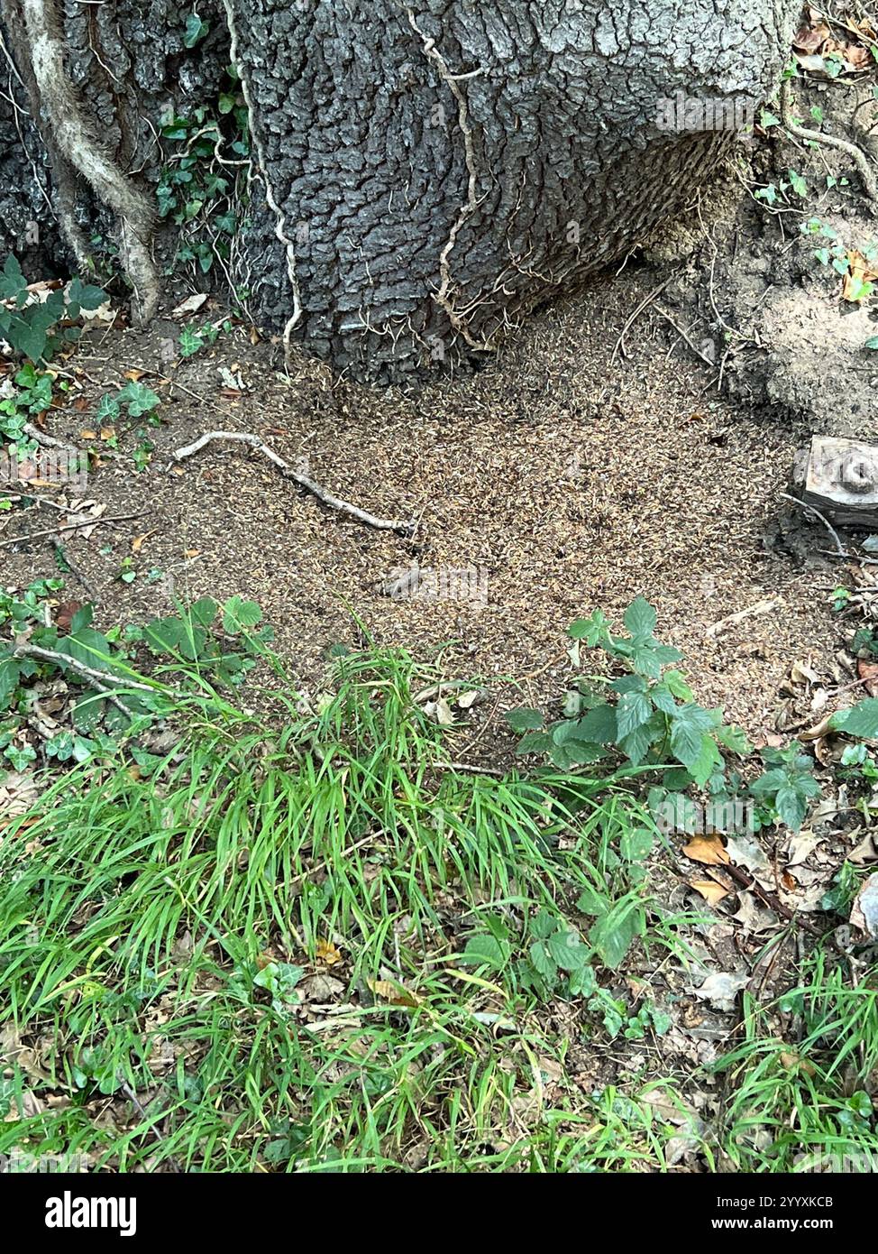 Wood, Mound, and Field Ants (Formica Stock Photo - Alamy